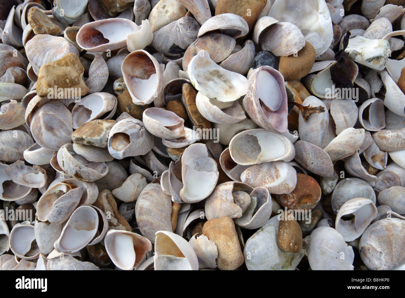 Shell shelly sand hi-res stock photography and images - Alamy