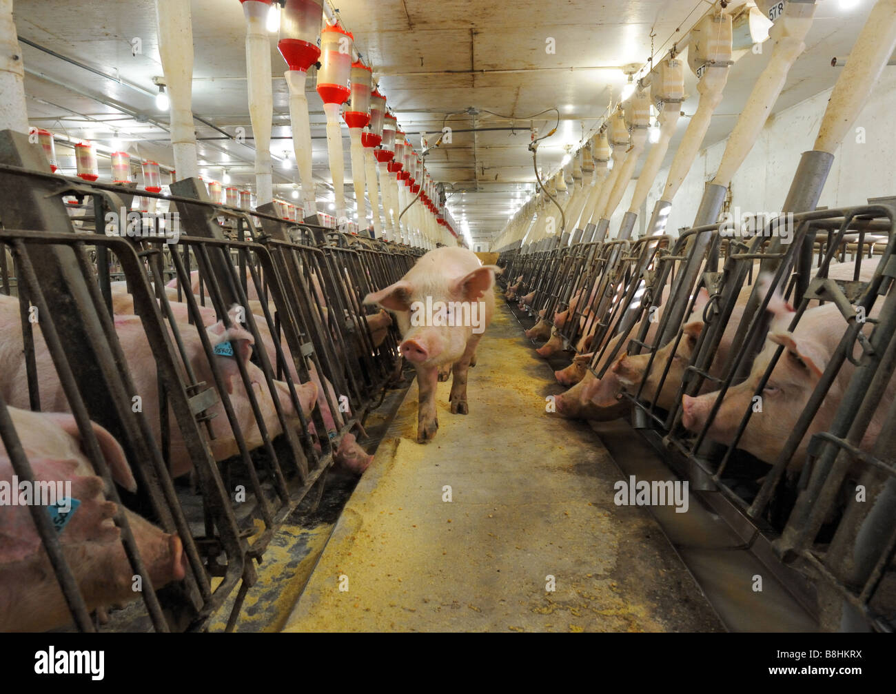 An automatic feeding system at a prosperous hood breeding operation in ...