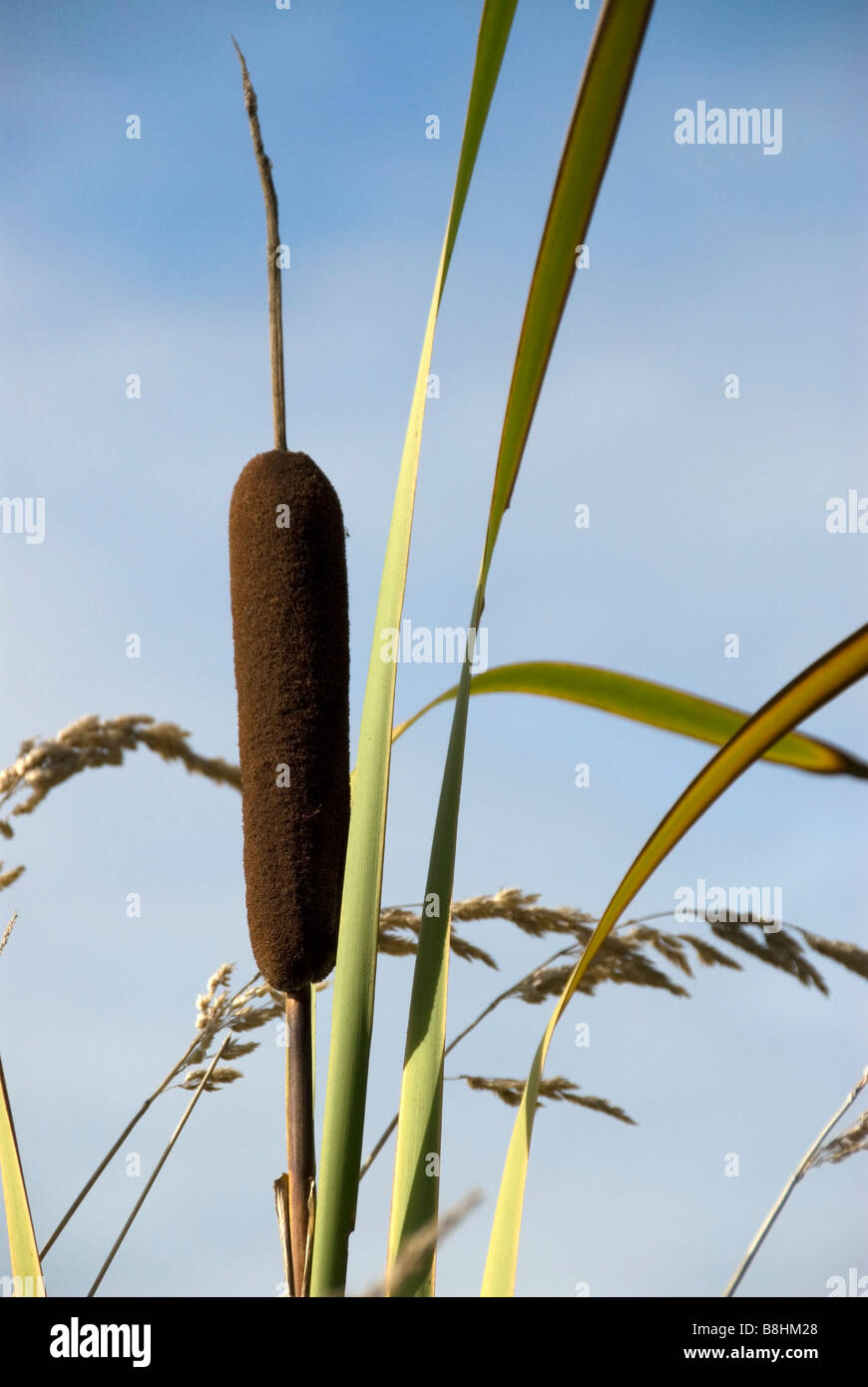 Tall marshland plants hi-res stock photography and images - Alamy