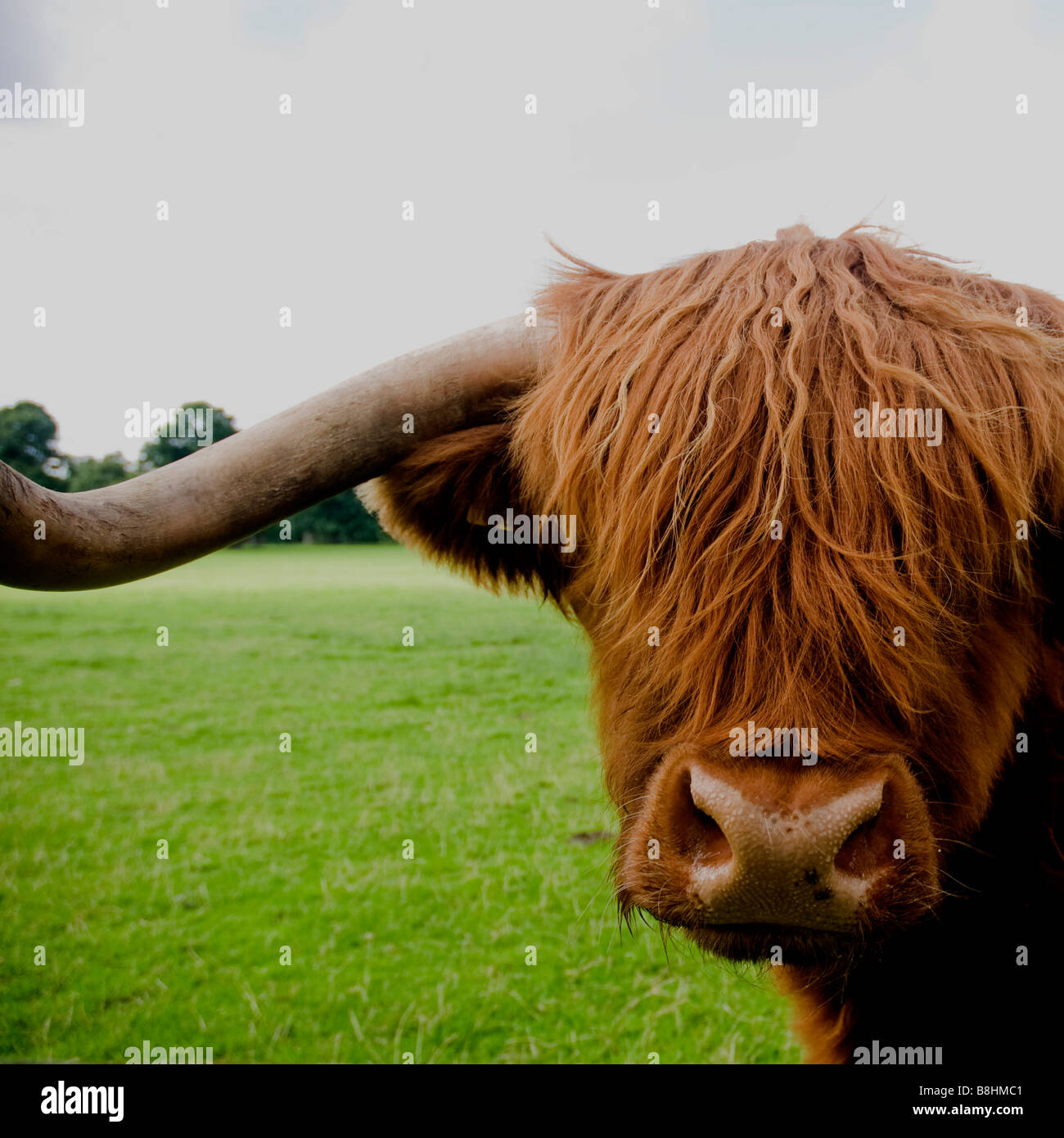 Highland Cattle Close up Stock Photo - Alamy