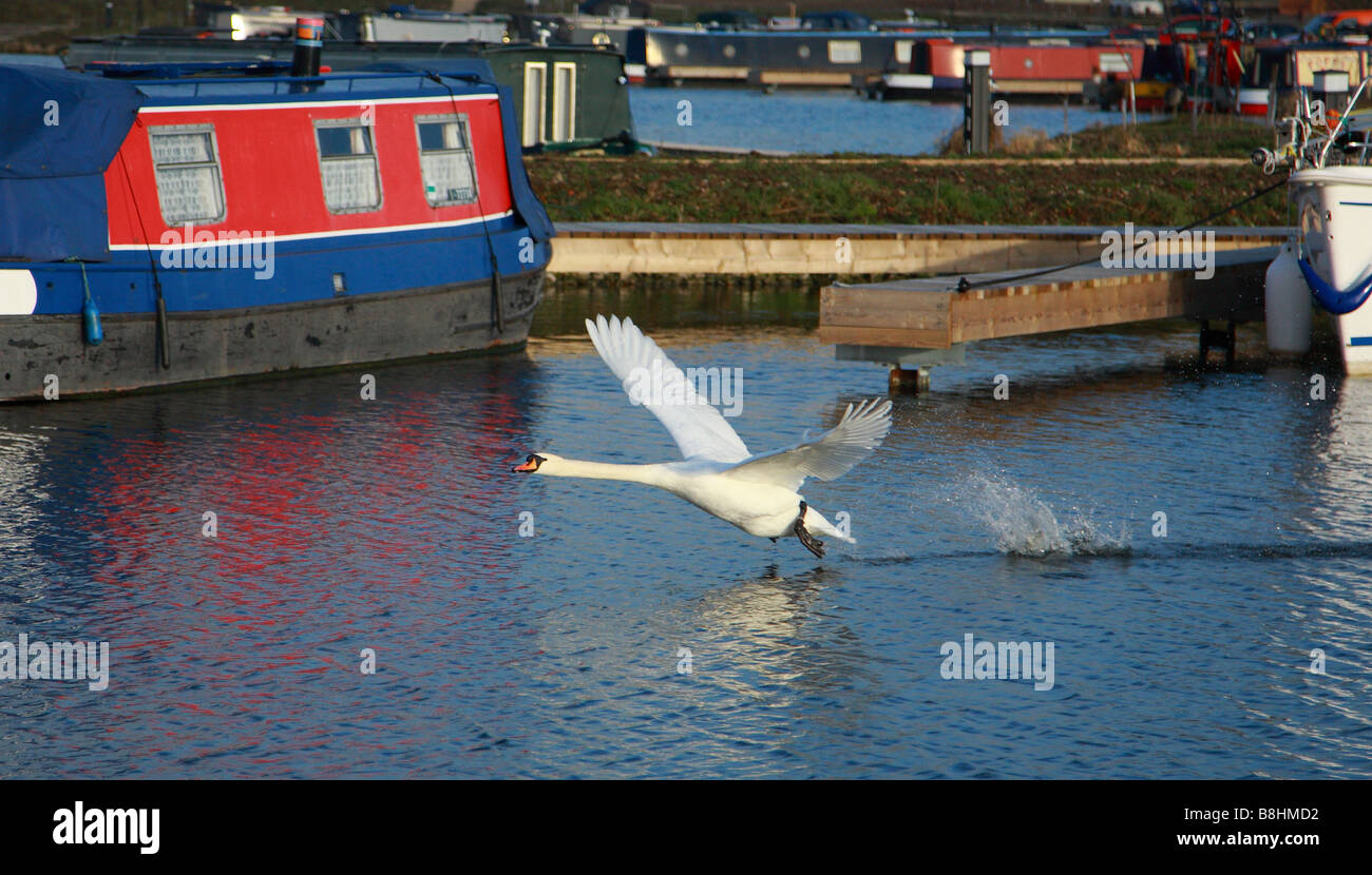 Swan taking off Stock Photo - Alamy