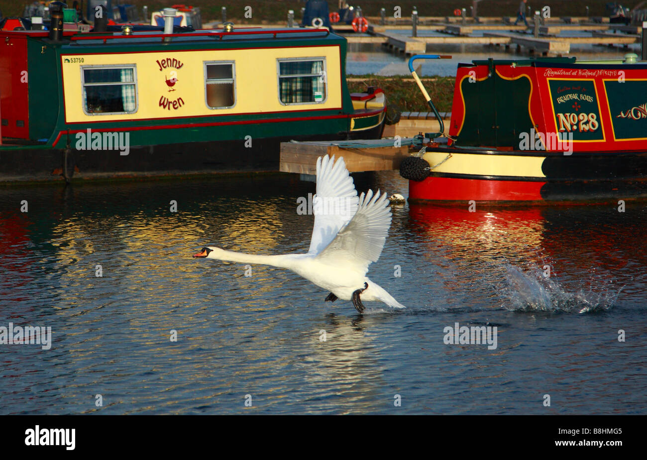 Swan taking off Stock Photo - Alamy