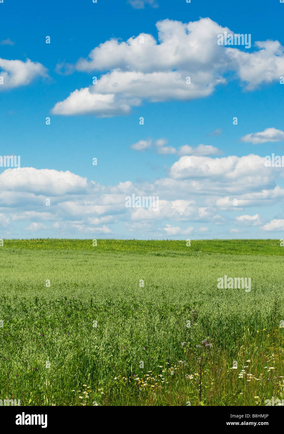 green field with blooming flowers and blue sky Stock Photo - Alamy