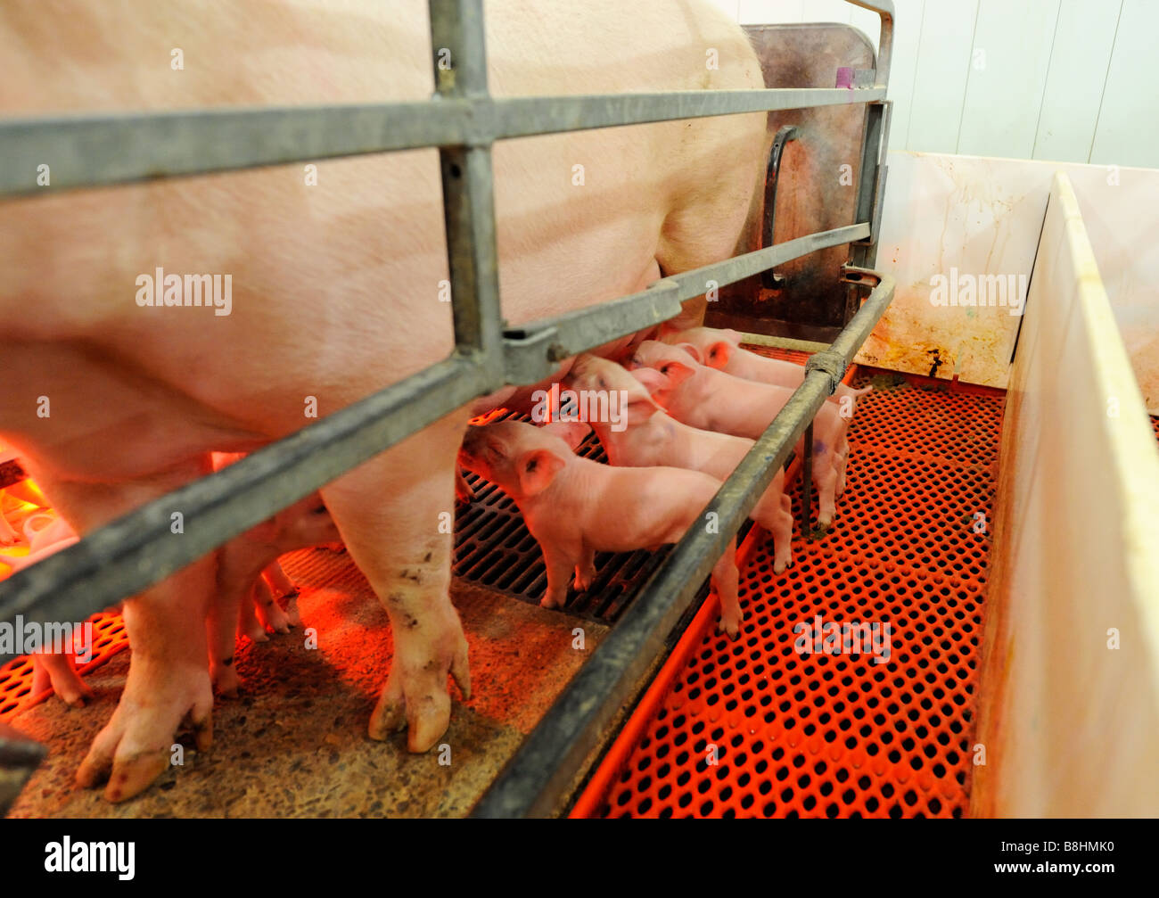 Breeding Stocks Stock Photos & Breeding Stocks Stock Images - Alamy