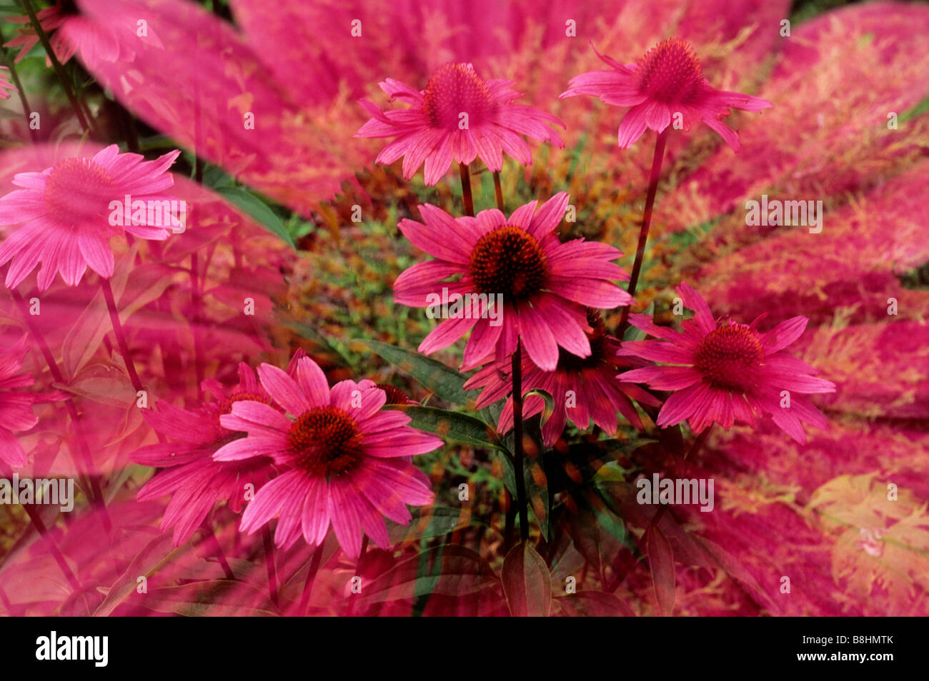 Sandra bloom hi-res stock photography and images - Alamy