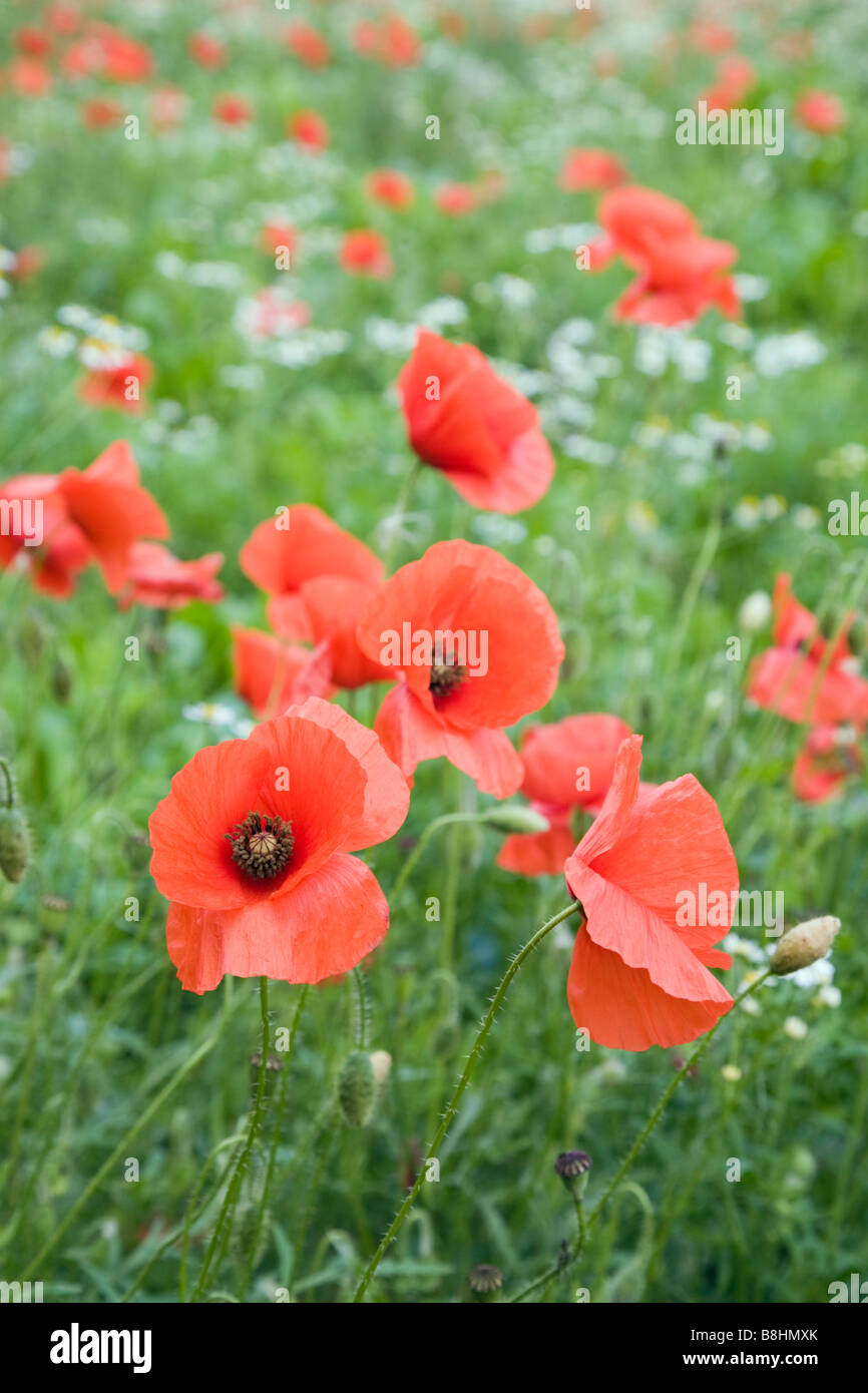 Common native red Poppies Papaver rhoeas growing in a field. England UK ...