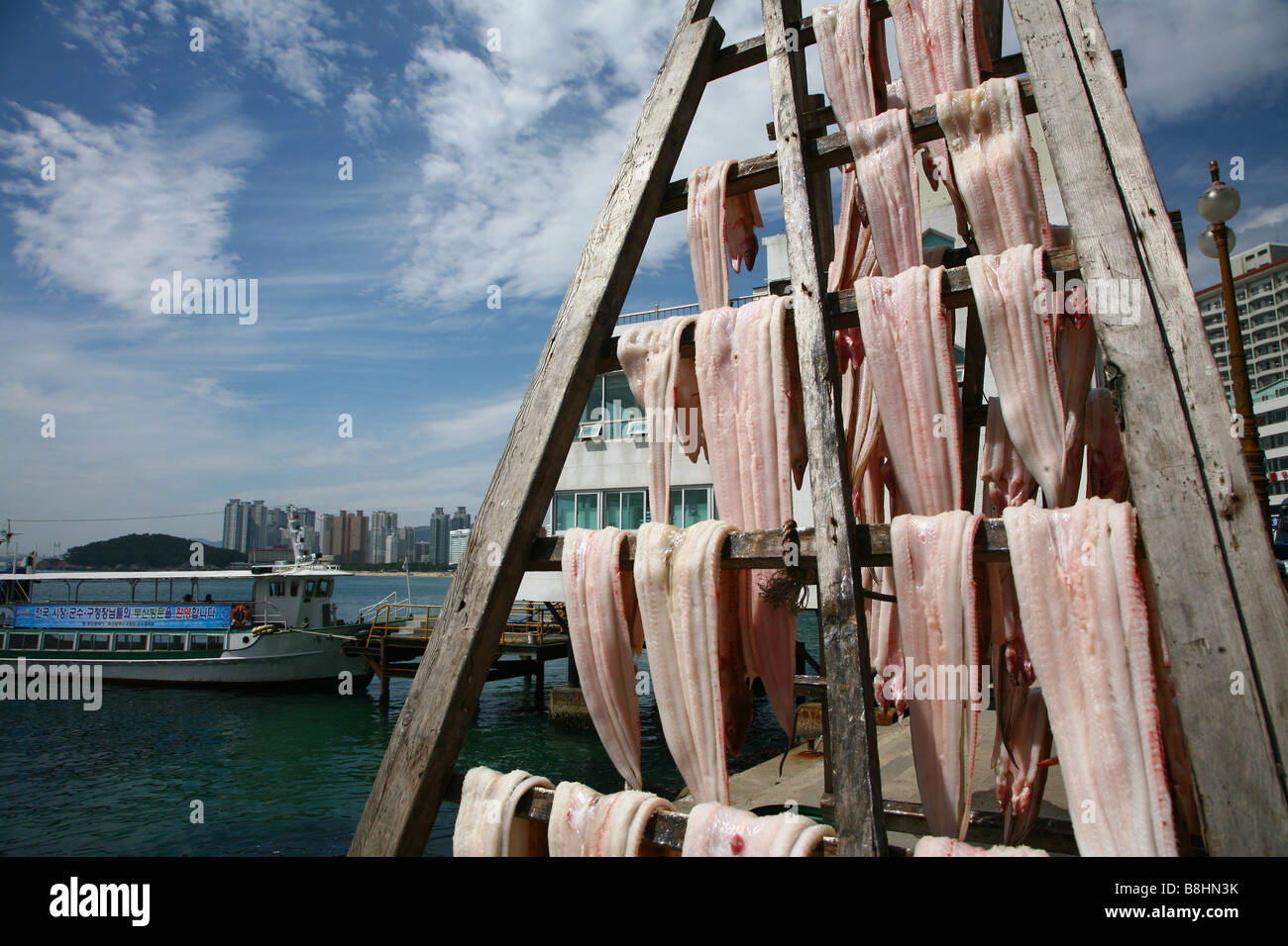 Fish drying in the sun in the harbor of Busan (Pusan) in South Korea ...