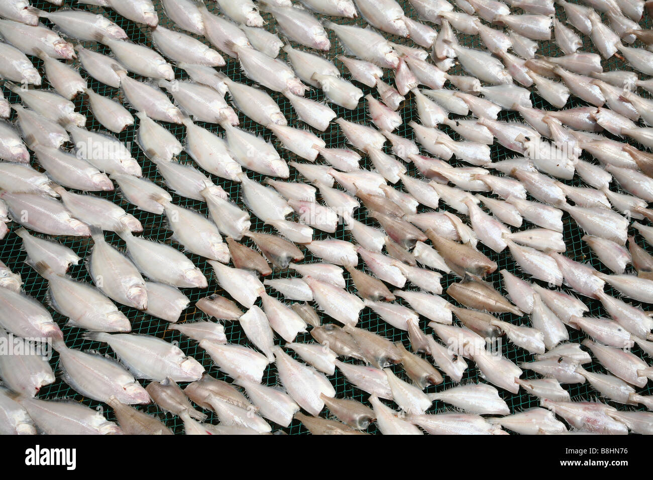 Fish drying in the sun in the harbor of Busan (Pusan) in South Korea ...
