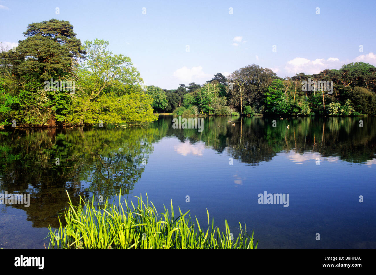 Holkham Hall Park Lake Norfolk deciduous trees water England UK English ...