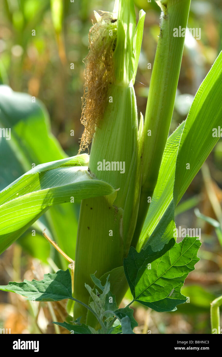 An ear of corn almost ready for picking Stock Photo - Alamy