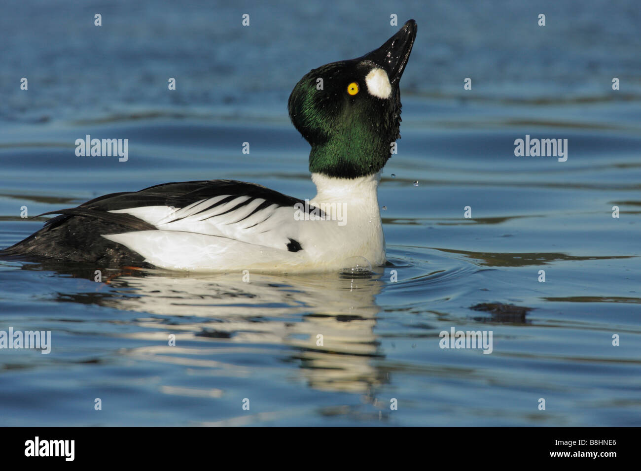 Goldeneye duck hi-res stock photography and images - Alamy