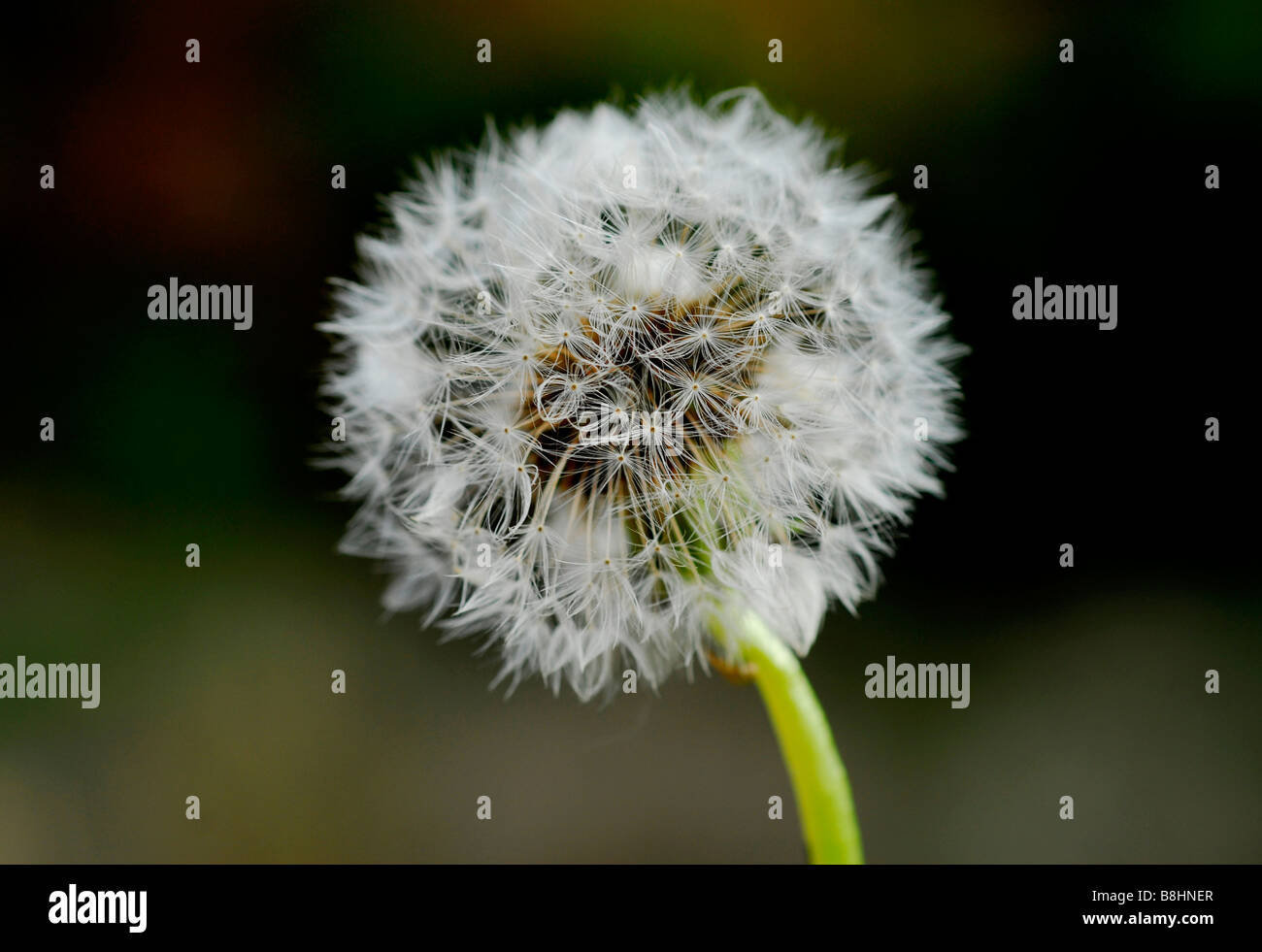 Wendover woods hi-res stock photography and images - Alamy
