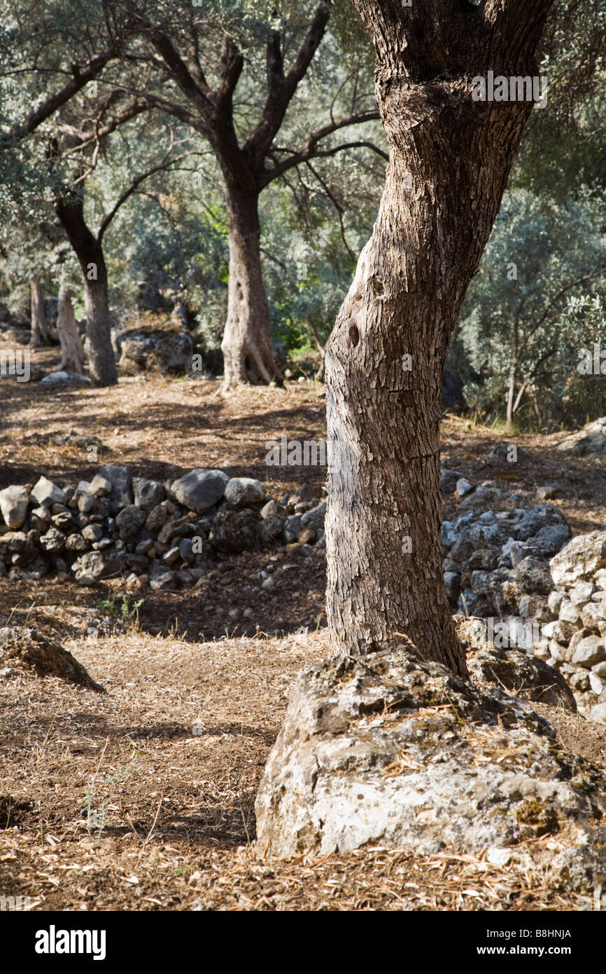 A Mediterranean olive grove near Fethiye in Turkey Stock Photo - Alamy