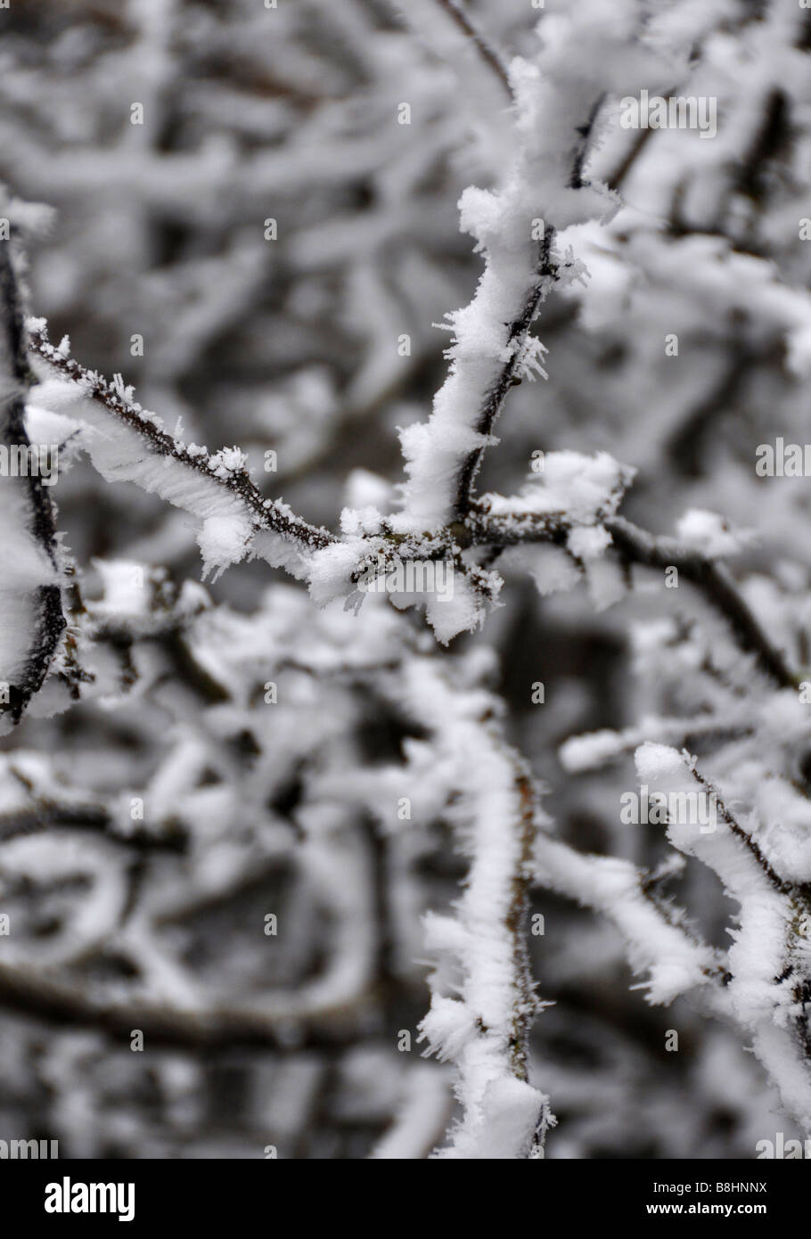 Heavy frost hi-res stock photography and images - Alamy