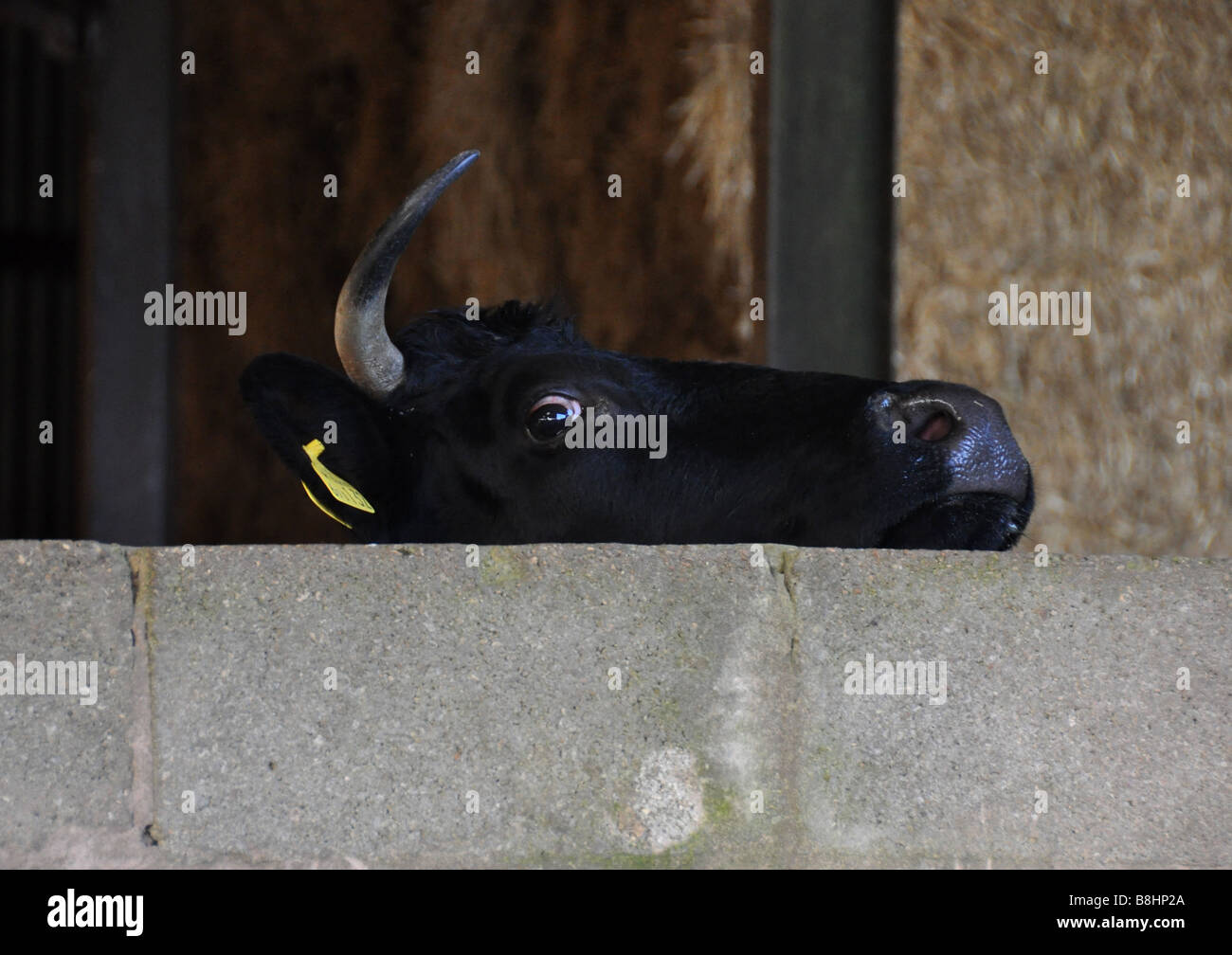 Cow peering over wall Stock Photo - Alamy