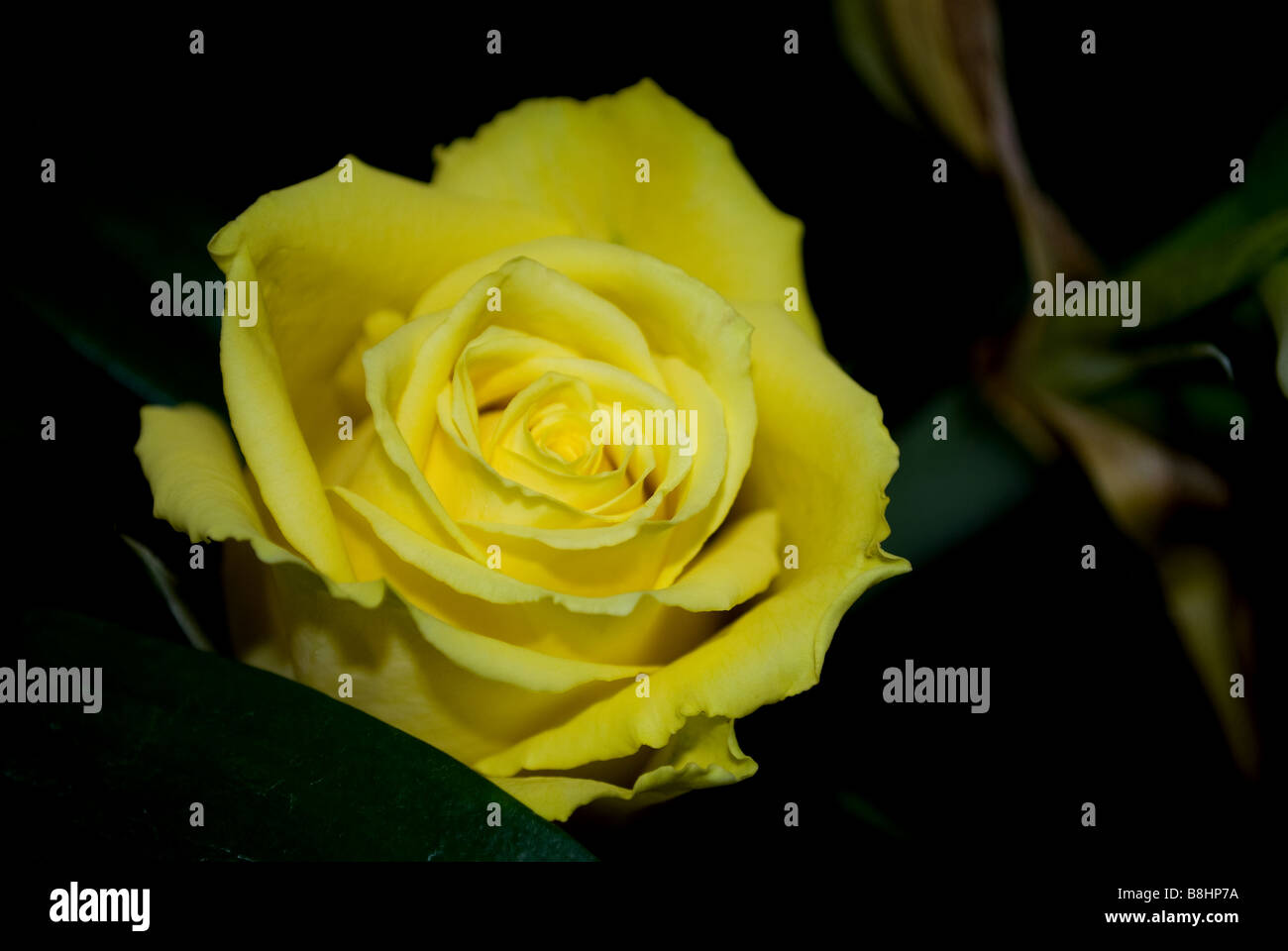 Way of the roses cycle hi-res stock photography and images - Alamy