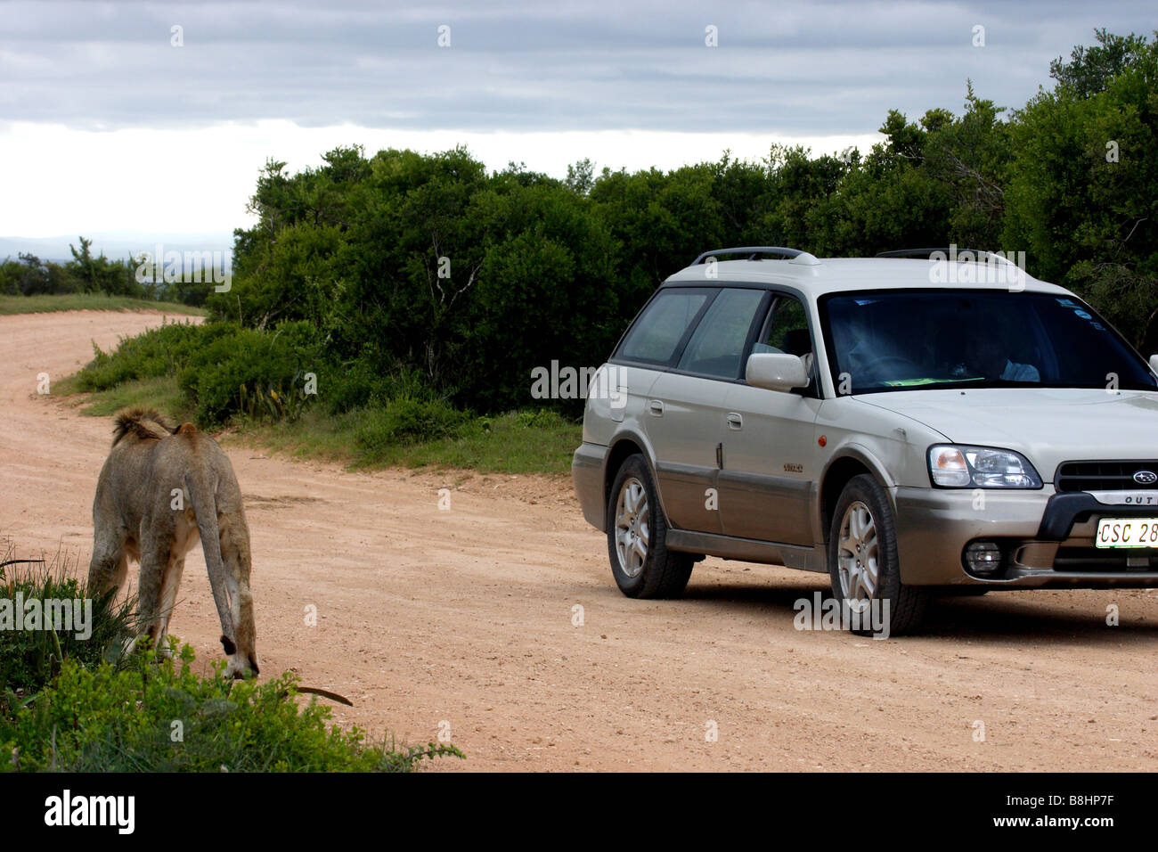 Car the lion king hi-res stock photography and images - Alamy