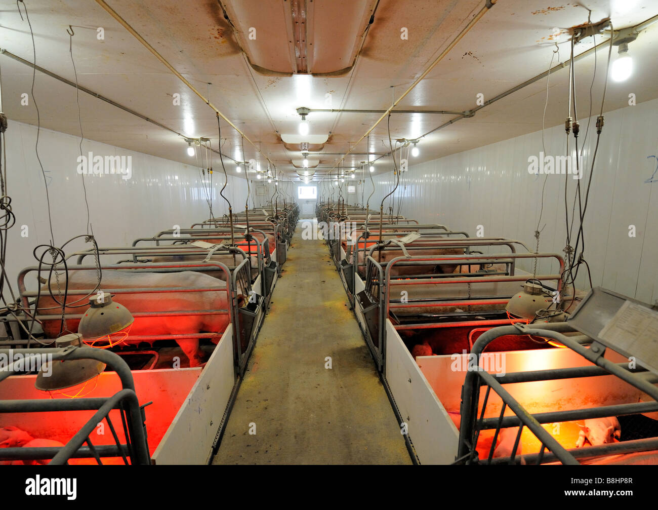 suckling pigs on a modern hog breeding farm Stock Photo - Alamy