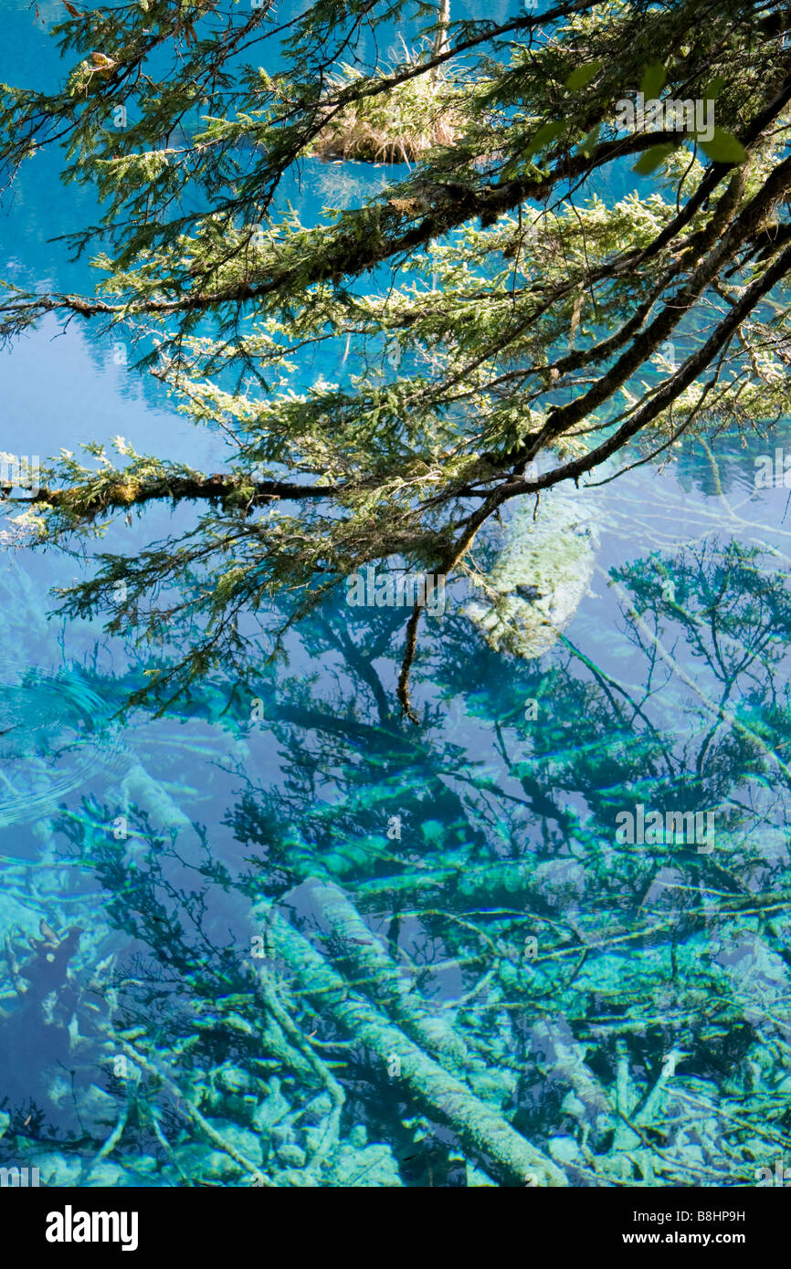 Tree branches inside the Peacock lake in Jiu Zhai Gou, China Stock ...
