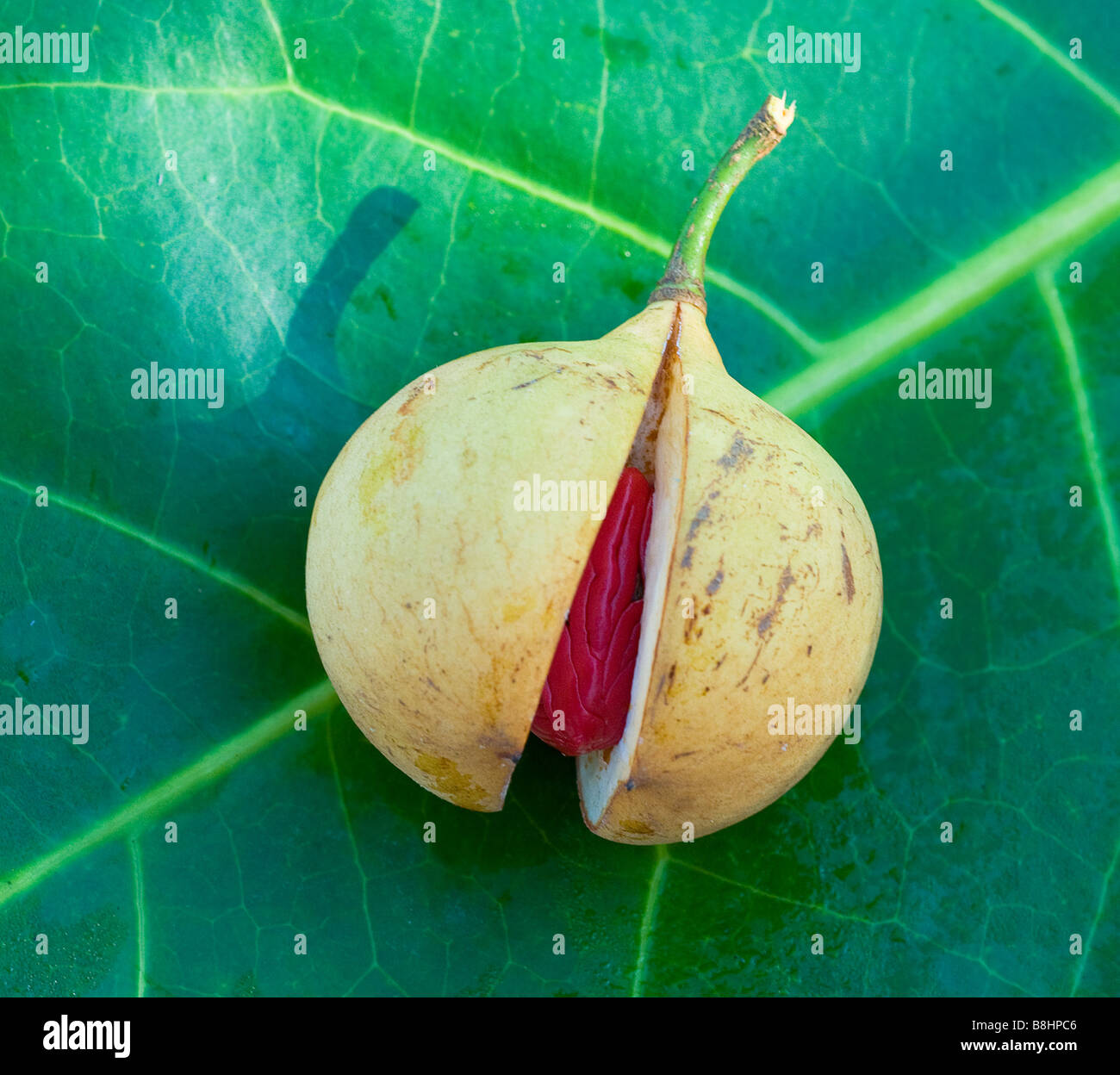 Nutmeg islands hi-res stock photography and images - Alamy