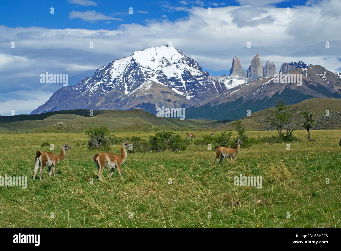 Guanacos graze beneath the Paine Massif, Torres del Paine National Park ...
