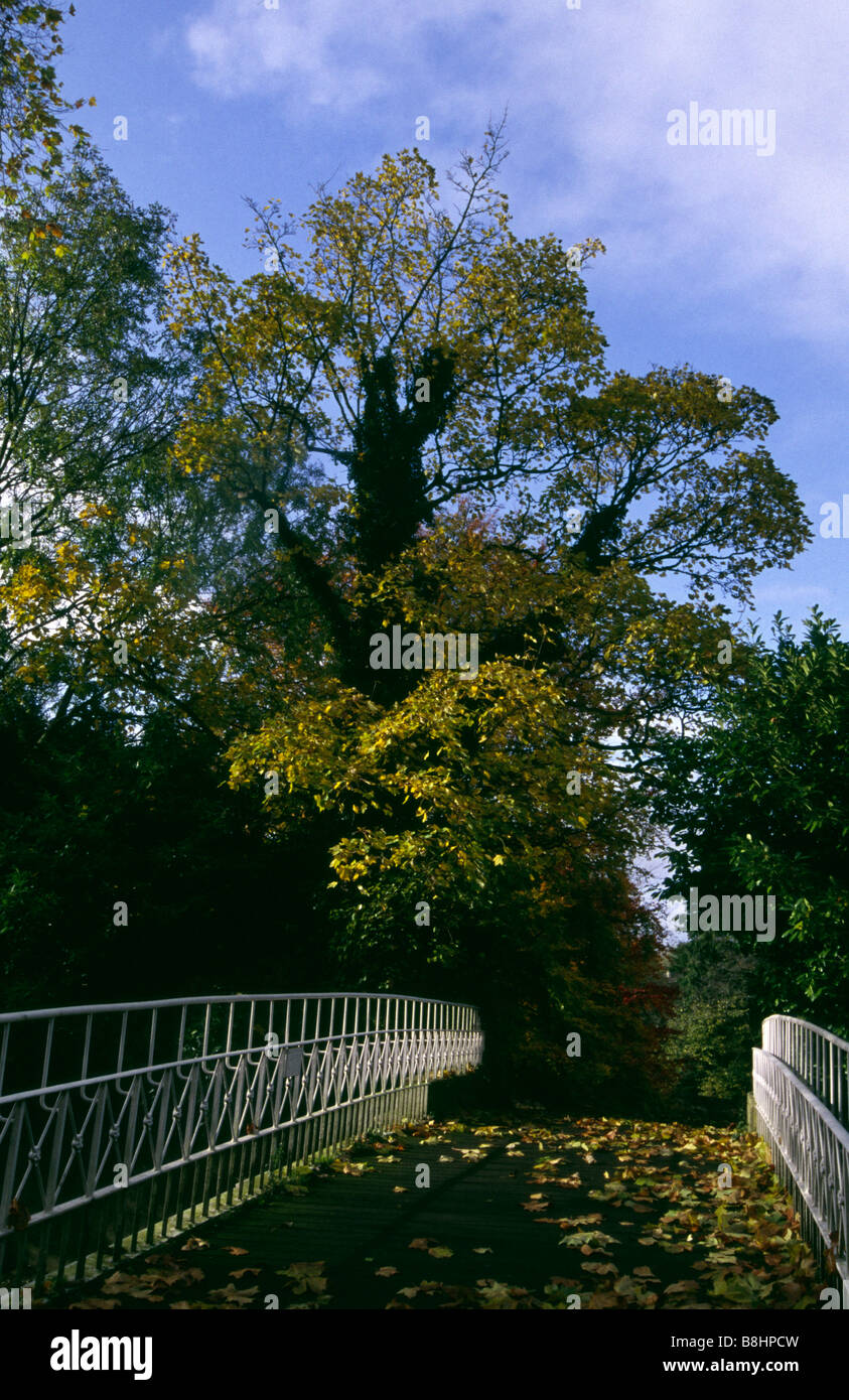 Autumn trees in Sydney Gardens Bath Spa Somerset UK Stock Photo - Alamy