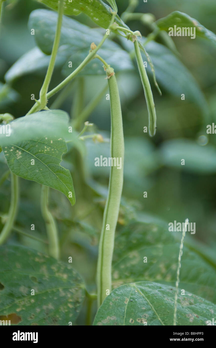 Beans of various sizes hi-res stock photography and images - Alamy