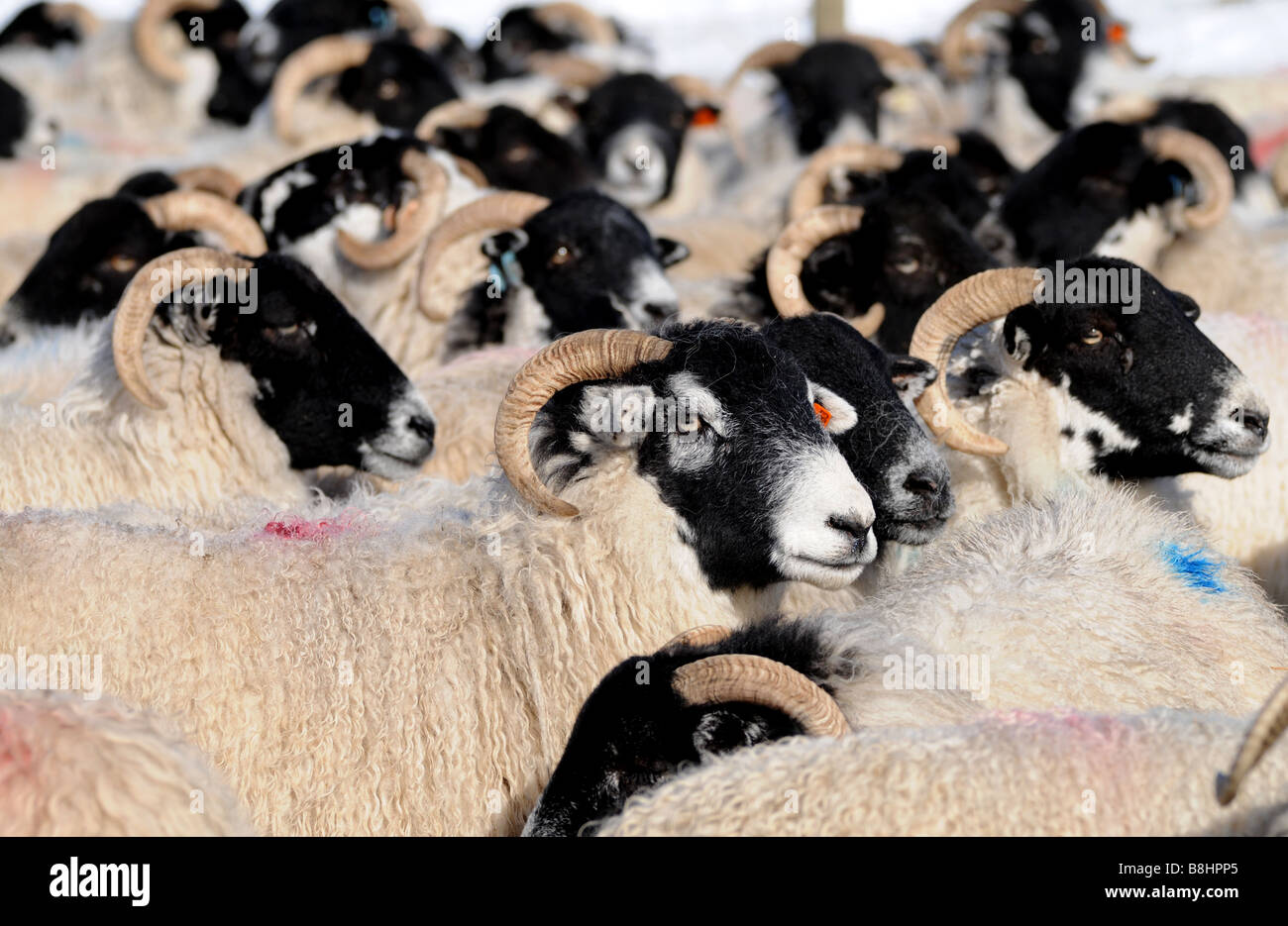 Sheep huddle hi-res stock photography and images - Alamy