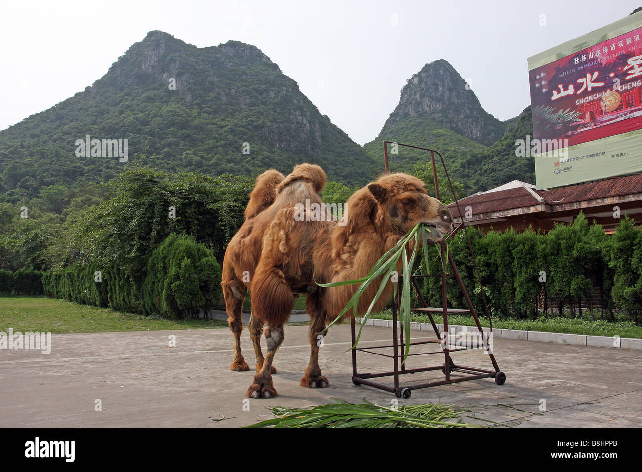 Bactrian camel hi-res stock photography and images - Alamy