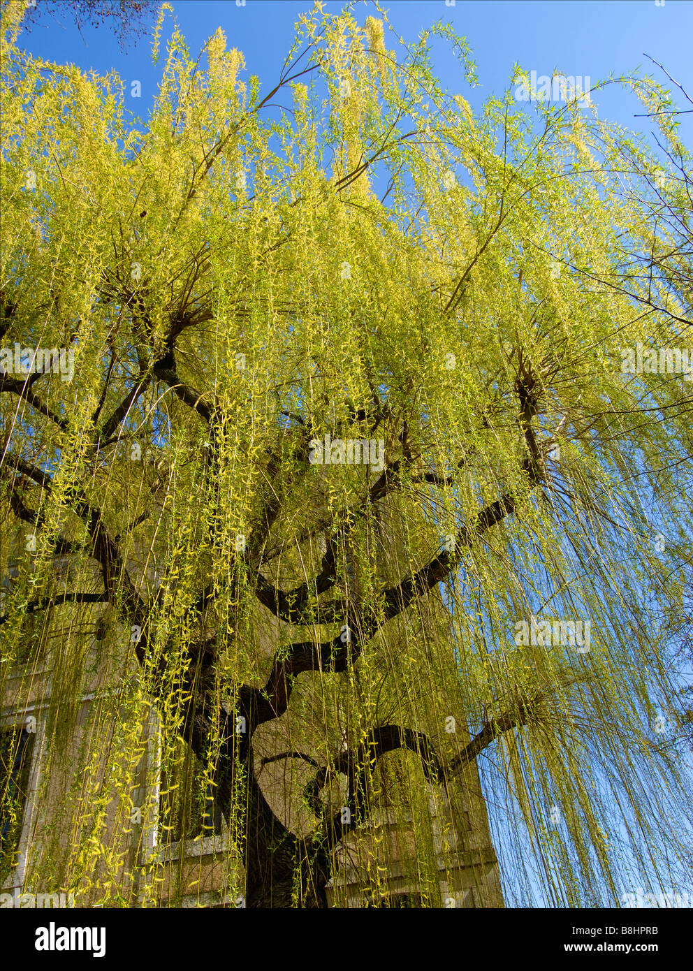 Weeping willow from tilt up Stock Photo - Alamy