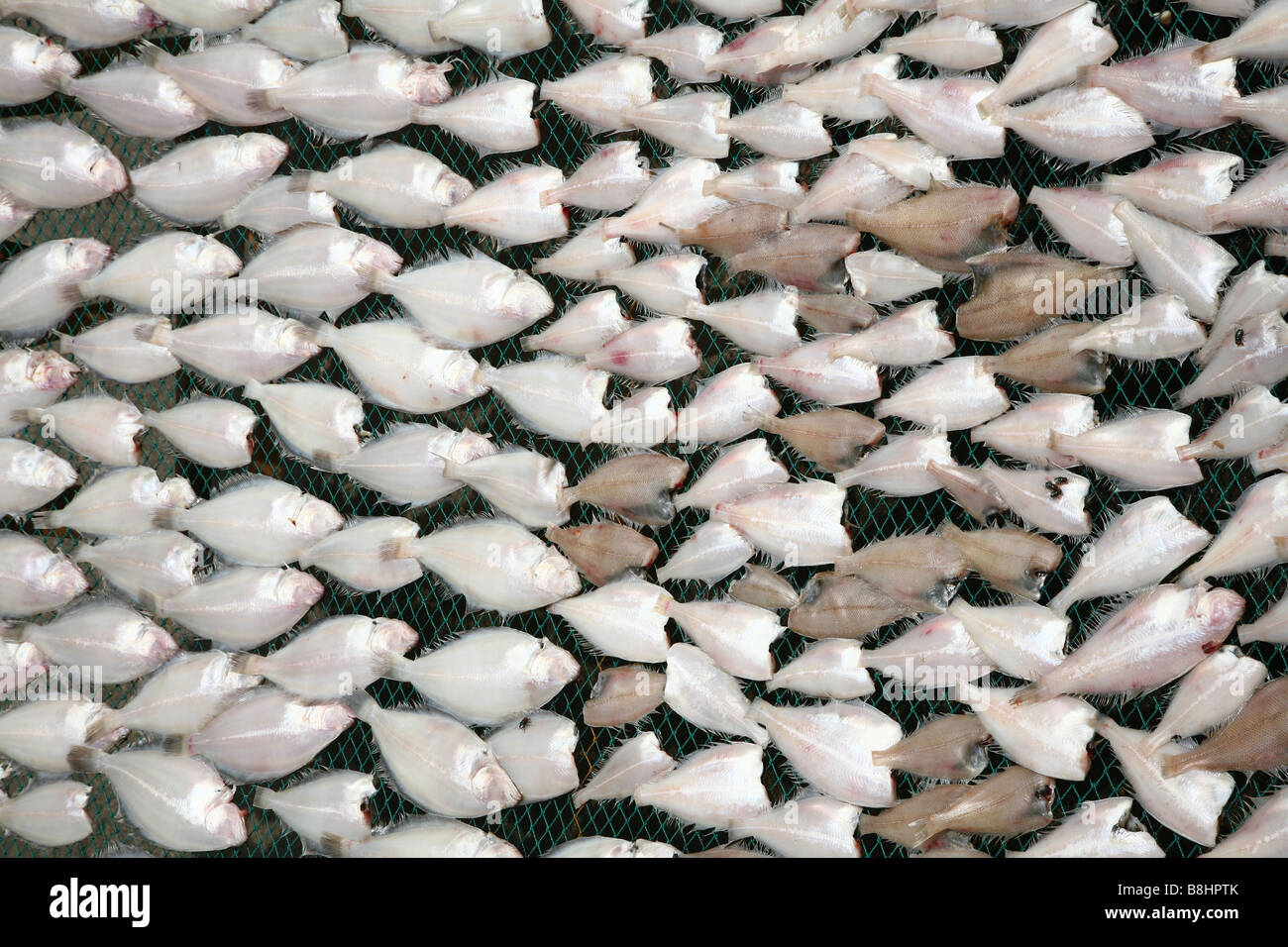 Fish drying in the sun in the harbor of Busan (Pusan) in South Korea ...