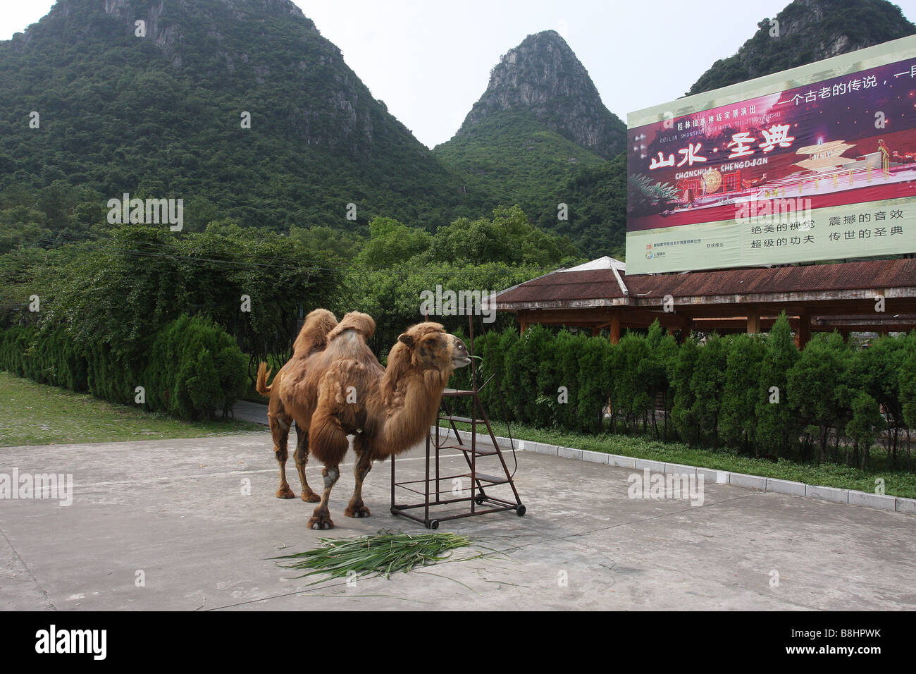 bactrian camel, guilin ,china Stock Photo - Alamy