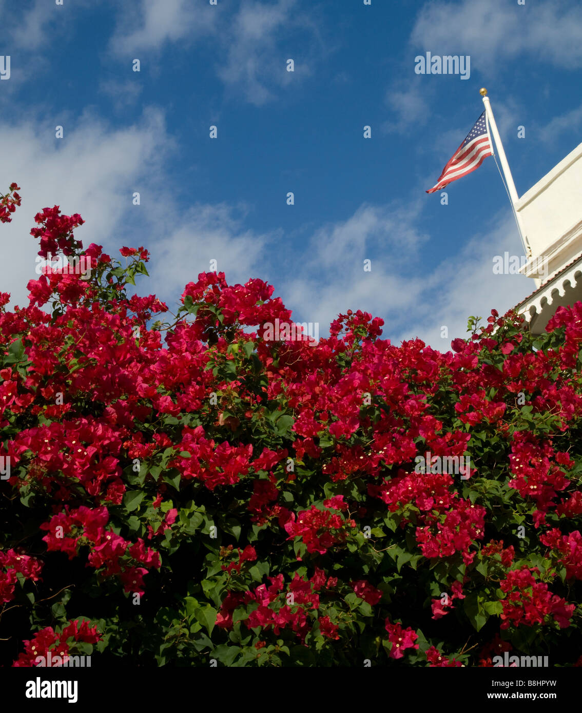 Bright red flowers bloom beneath a waving American flag on St Thomas in ...