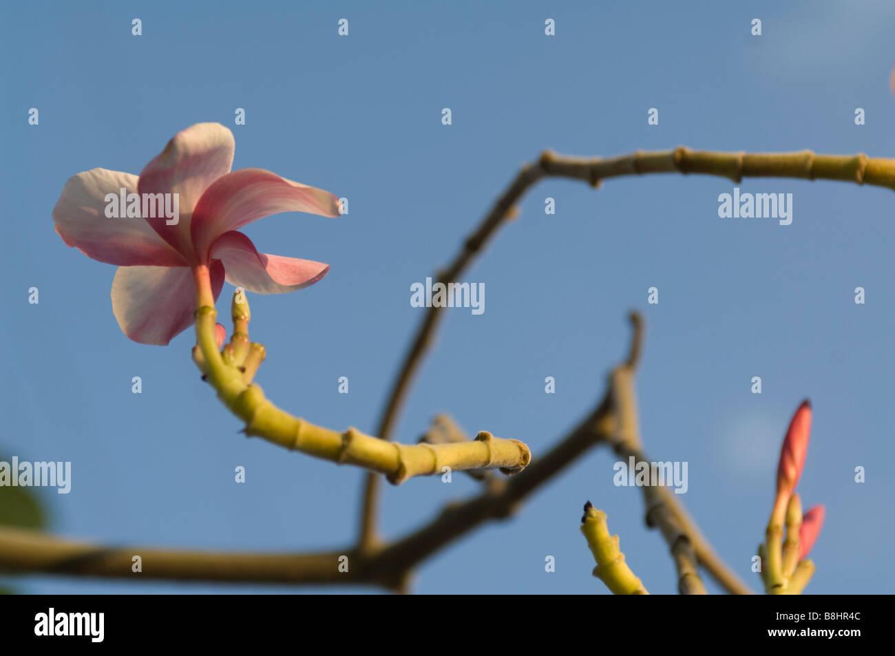 A single pink flower blooms on a tree branch on the US Virgin Island of ...