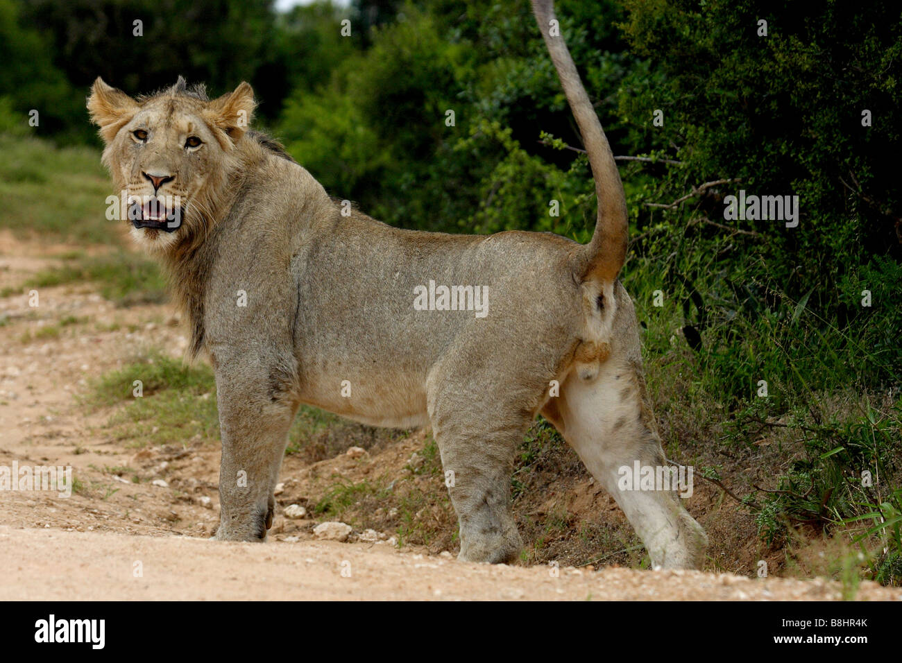 Lion - panthera leo (wild) marking territory Stock Photo - Alamy