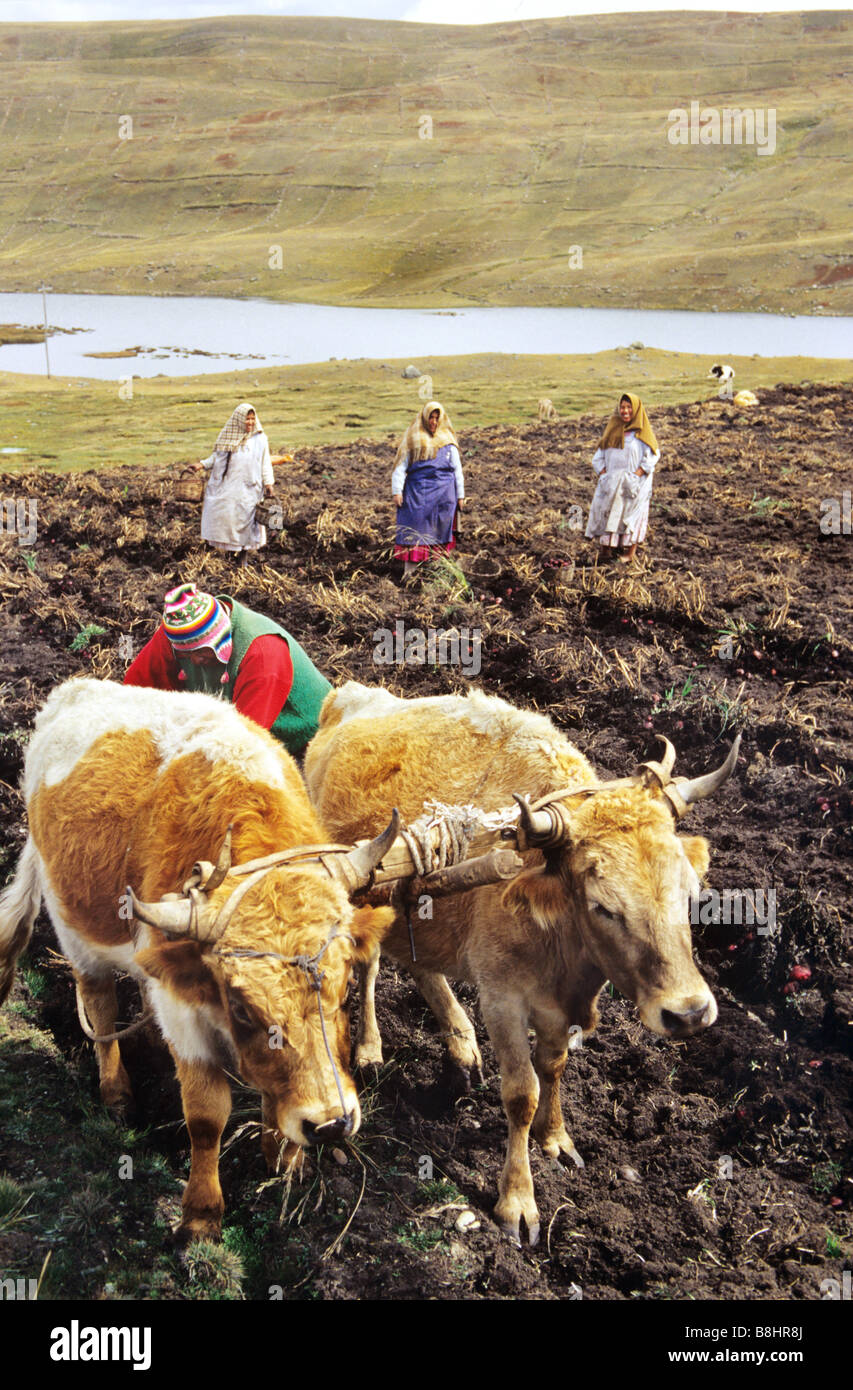 Three women and one man plough plow ploughing during the Potato harvest ...