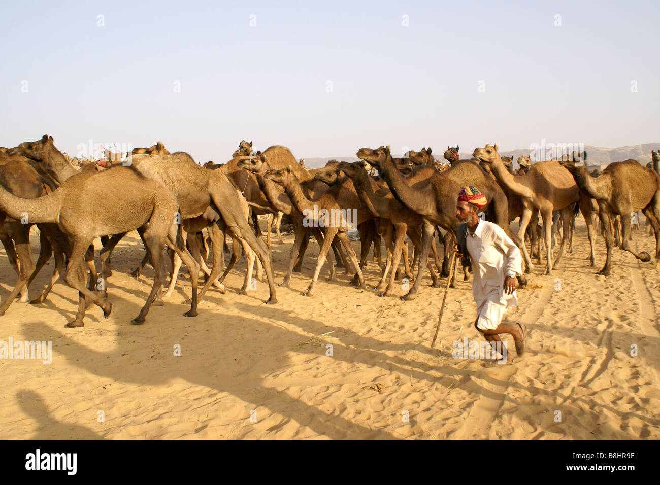 Rajasthani man herding camels, Pushkar Camel & Cattle Fair, Rajasthan ...