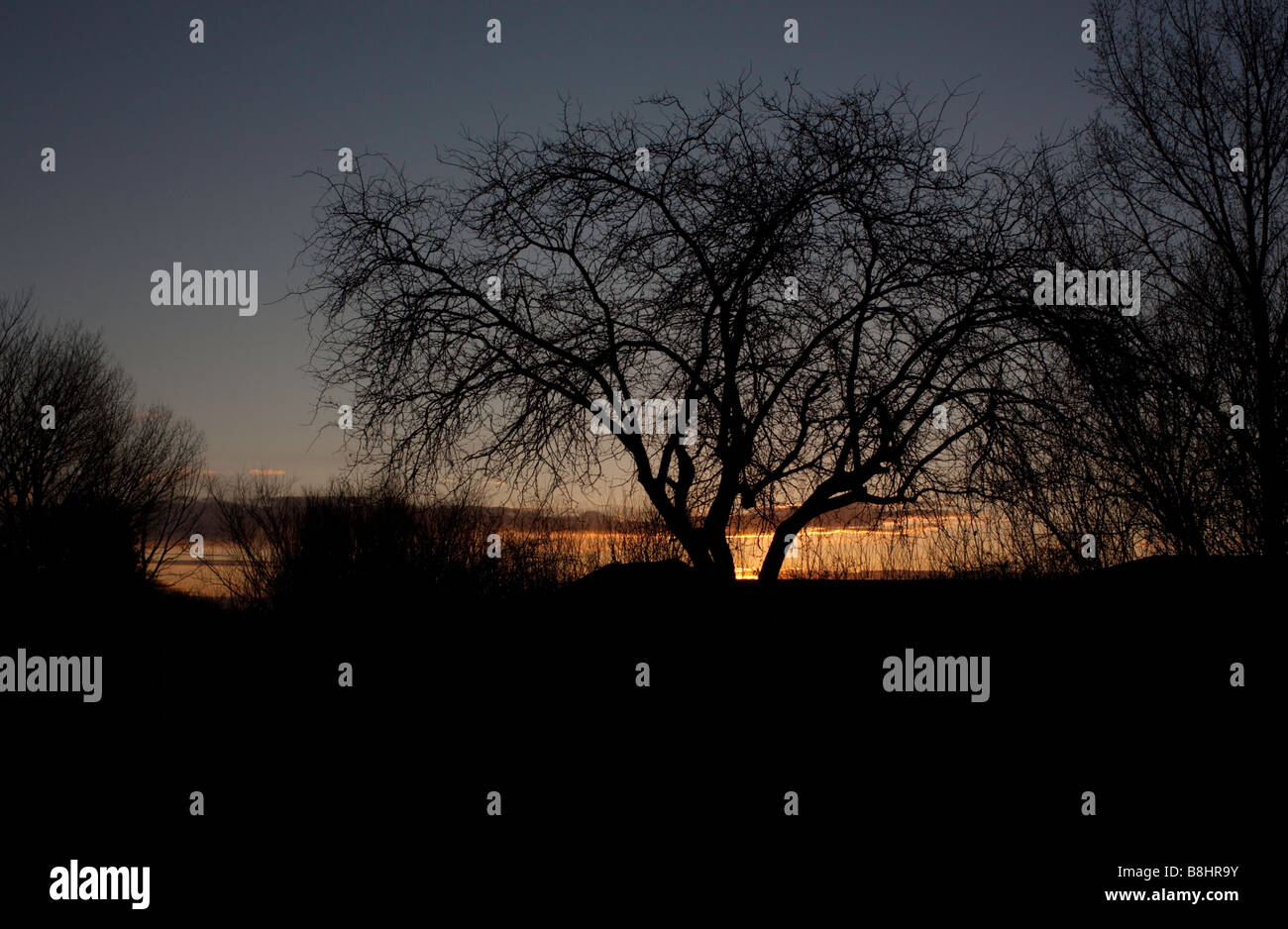 Tree and Sunrise Stock Photo - Alamy