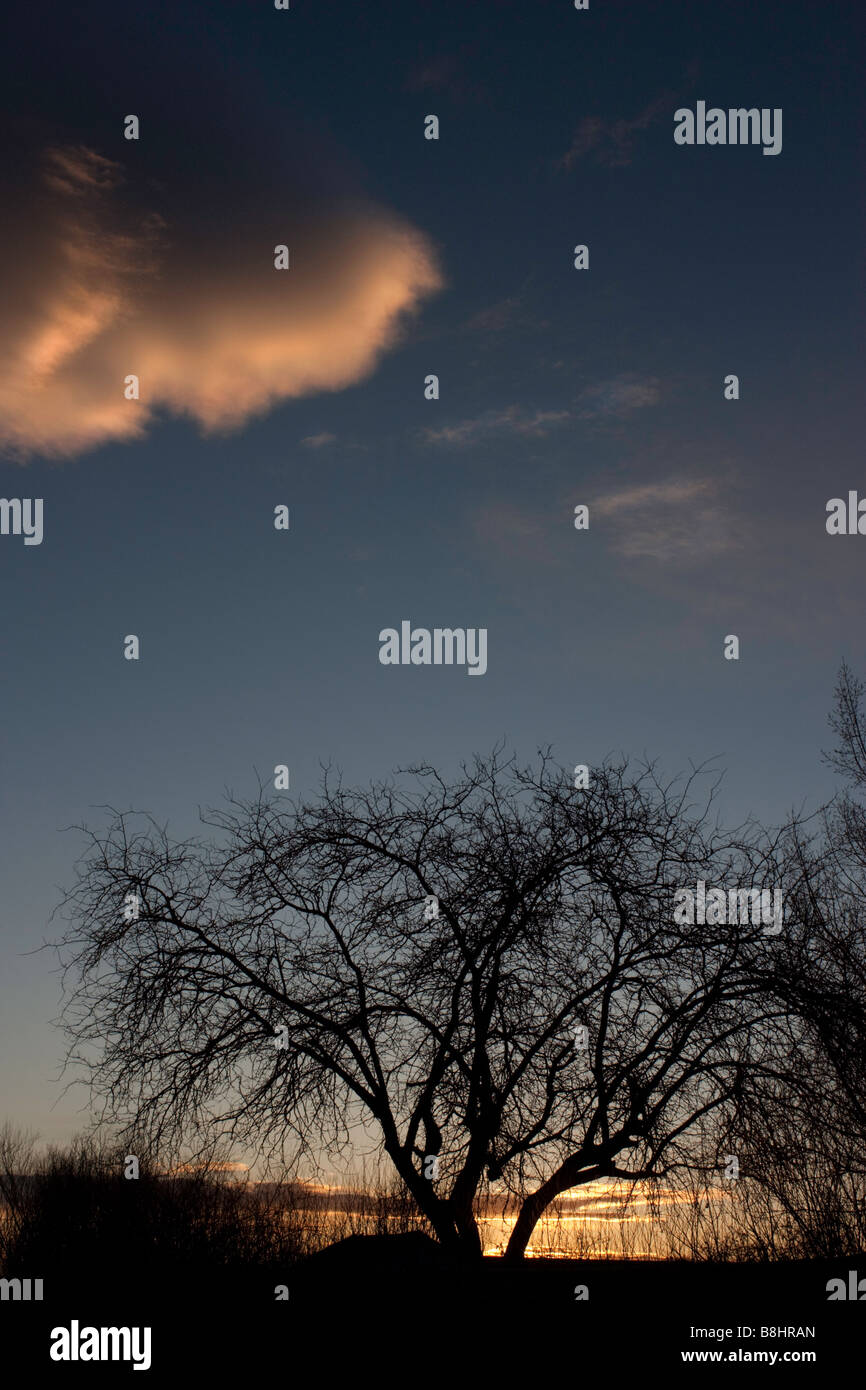 Sunrise through a tree with cloud Stock Photo - Alamy