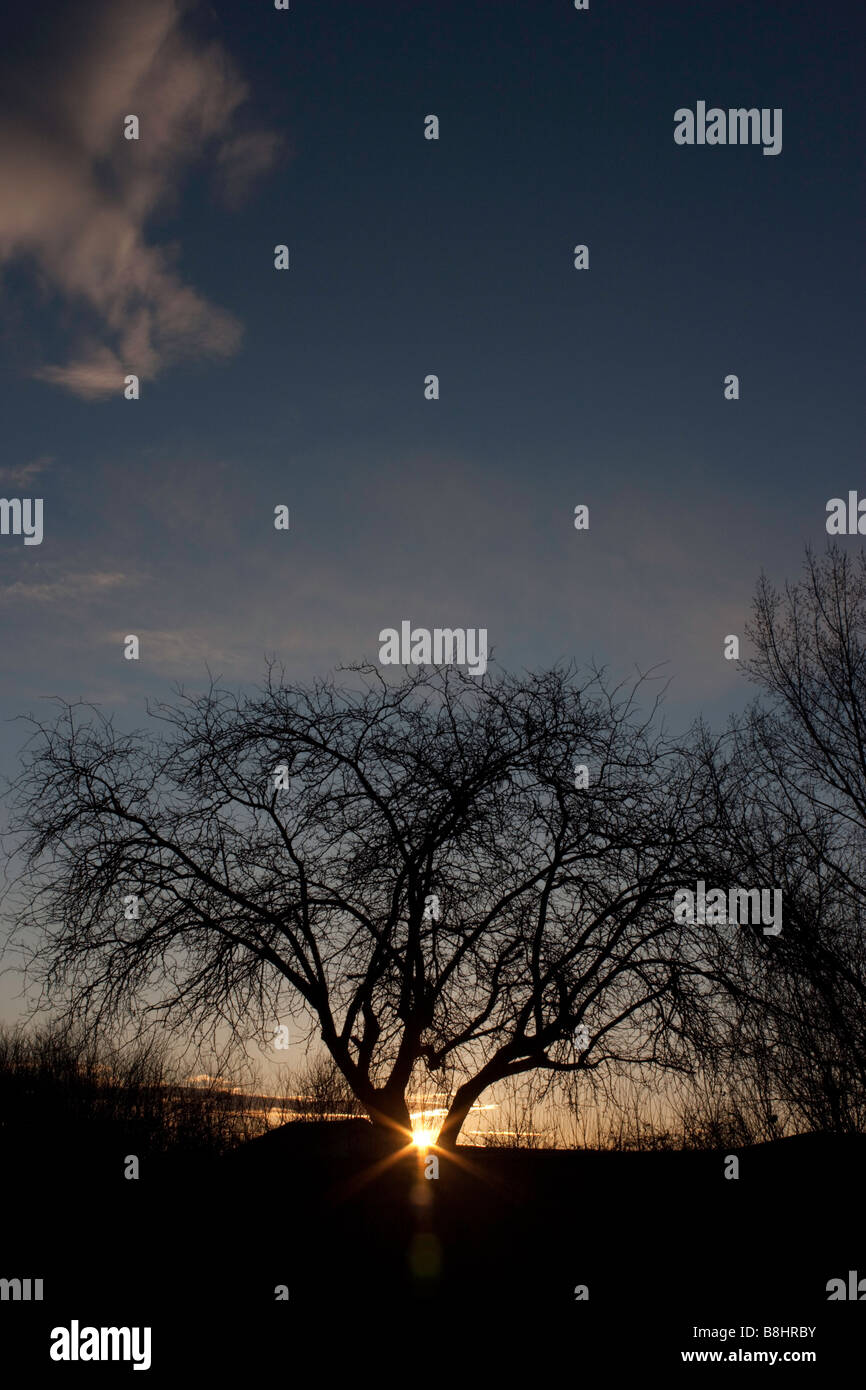 Sunrise through a tree with cloud Stock Photo - Alamy