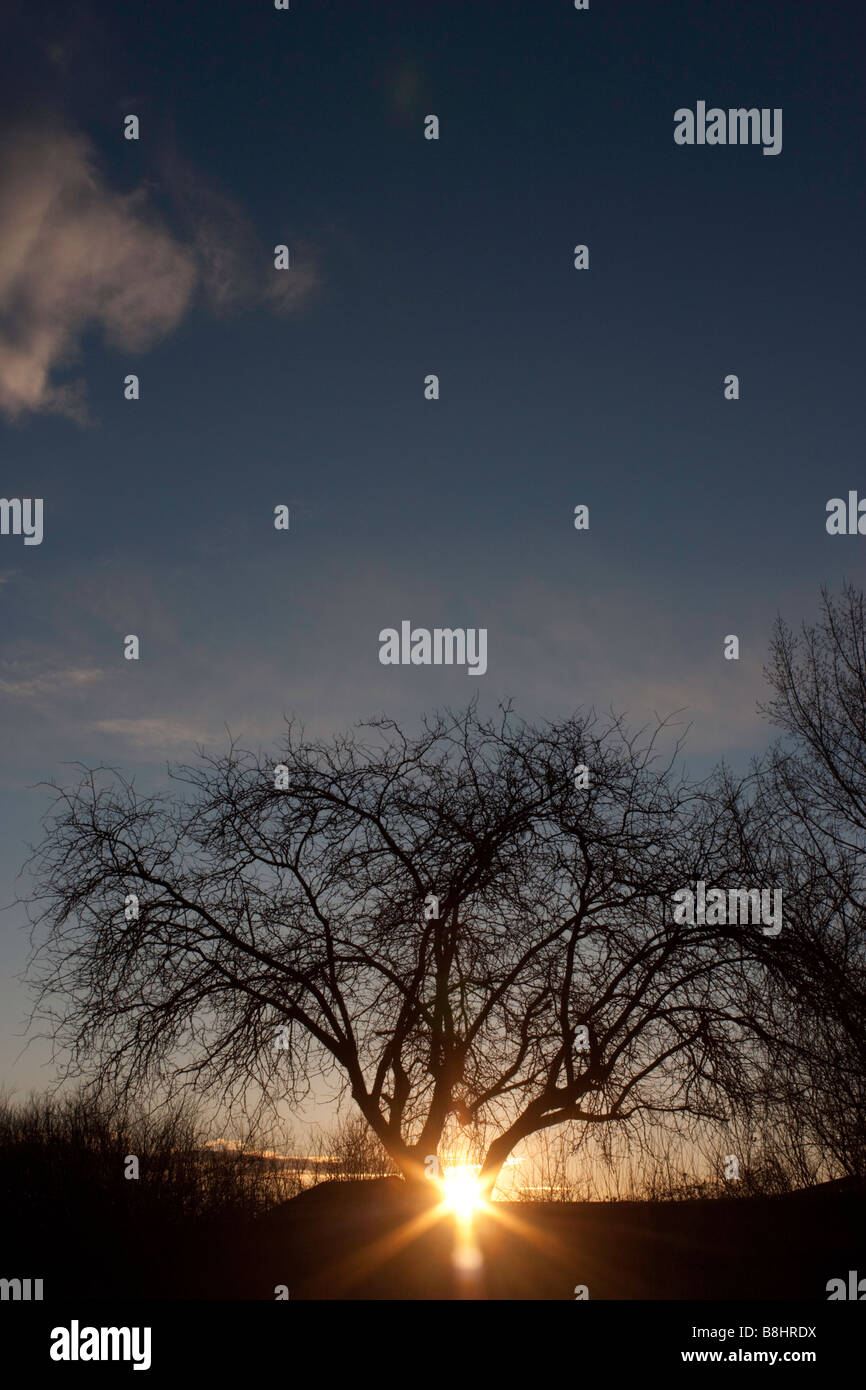 Tree sunset cloud sunrise hi-res stock photography and images - Alamy