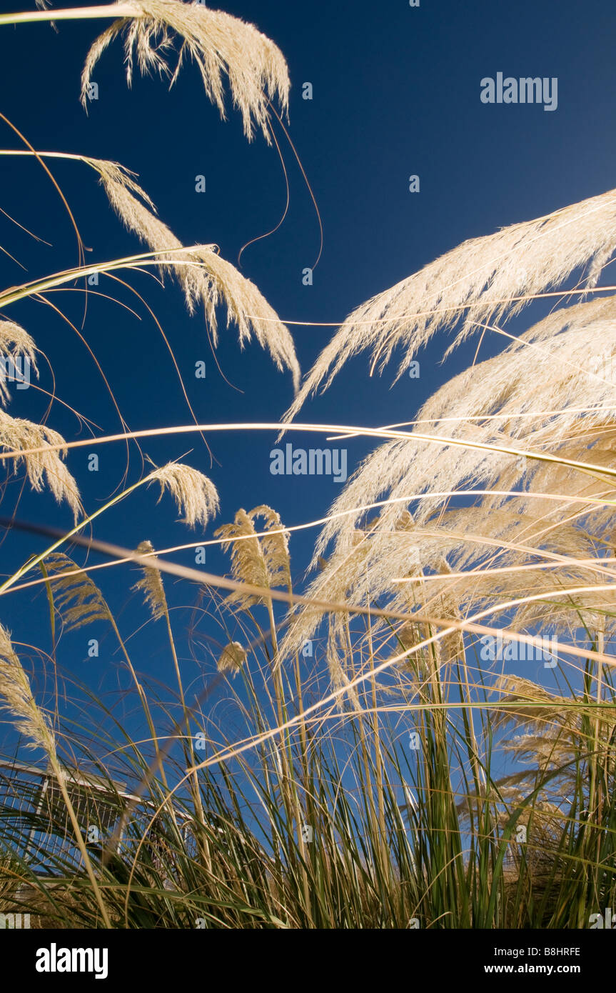 common reed grass set against a dark blue sky Stock Photo - Alamy