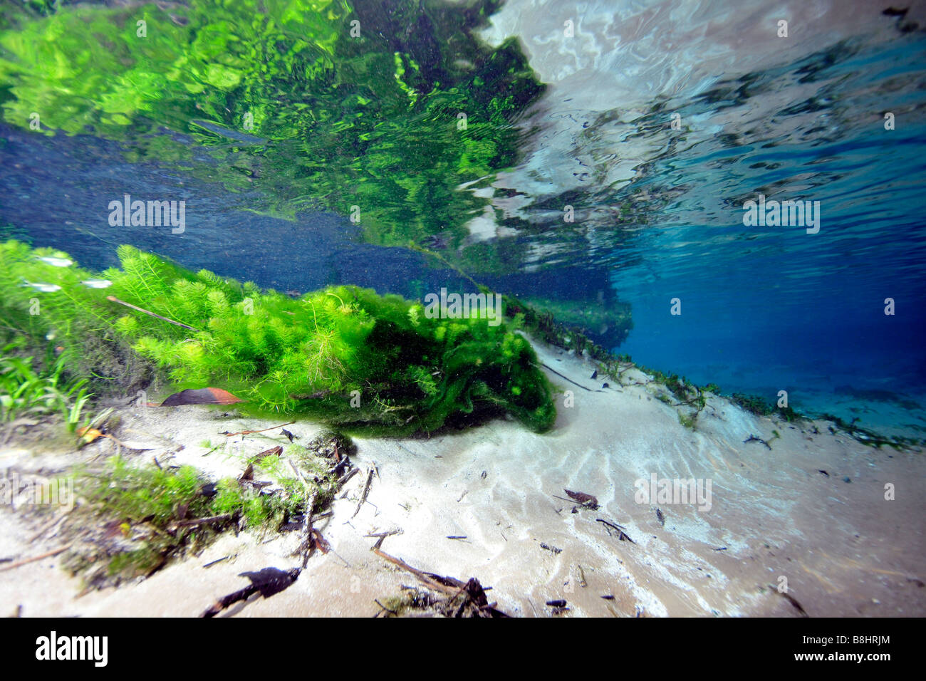 Underwater vegetation at Sucuri River, Bonito, Mato Grosso do Sul ...