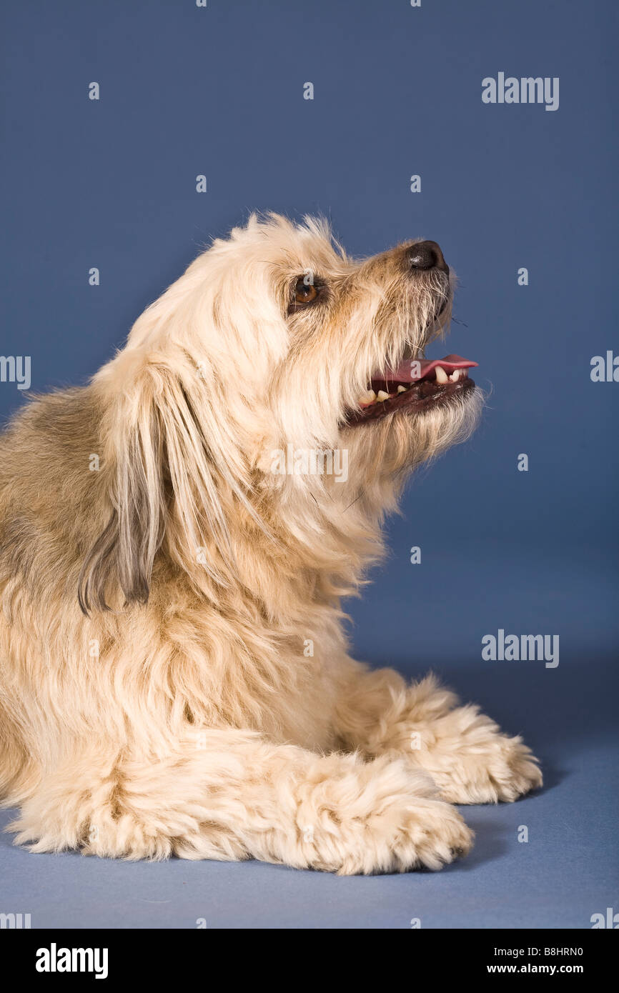 Maltese profile side hi-res stock photography and images - Alamy