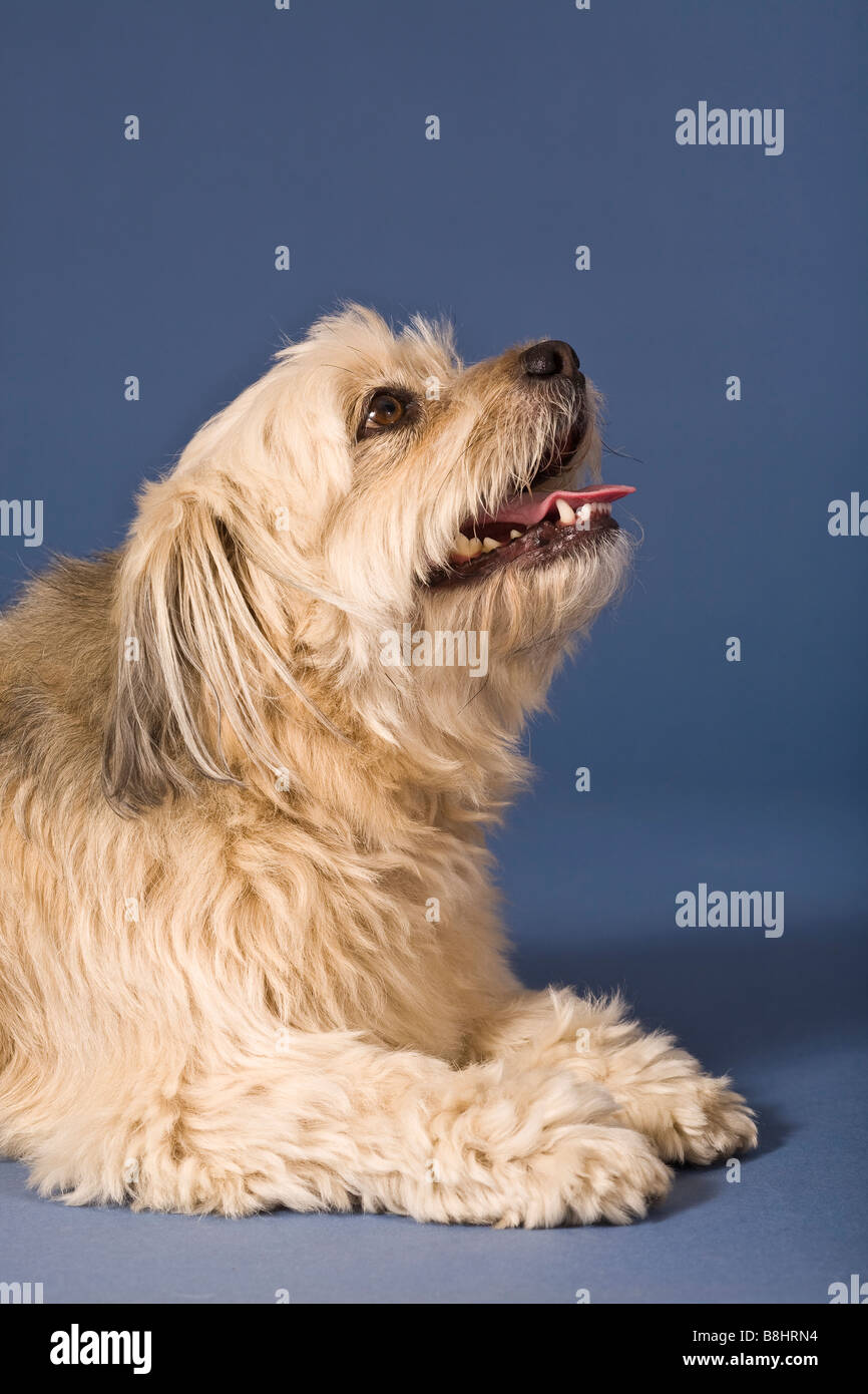 Maltese profile side hi-res stock photography and images - Alamy