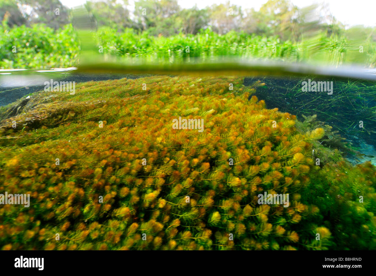 Chara Control In Lakes