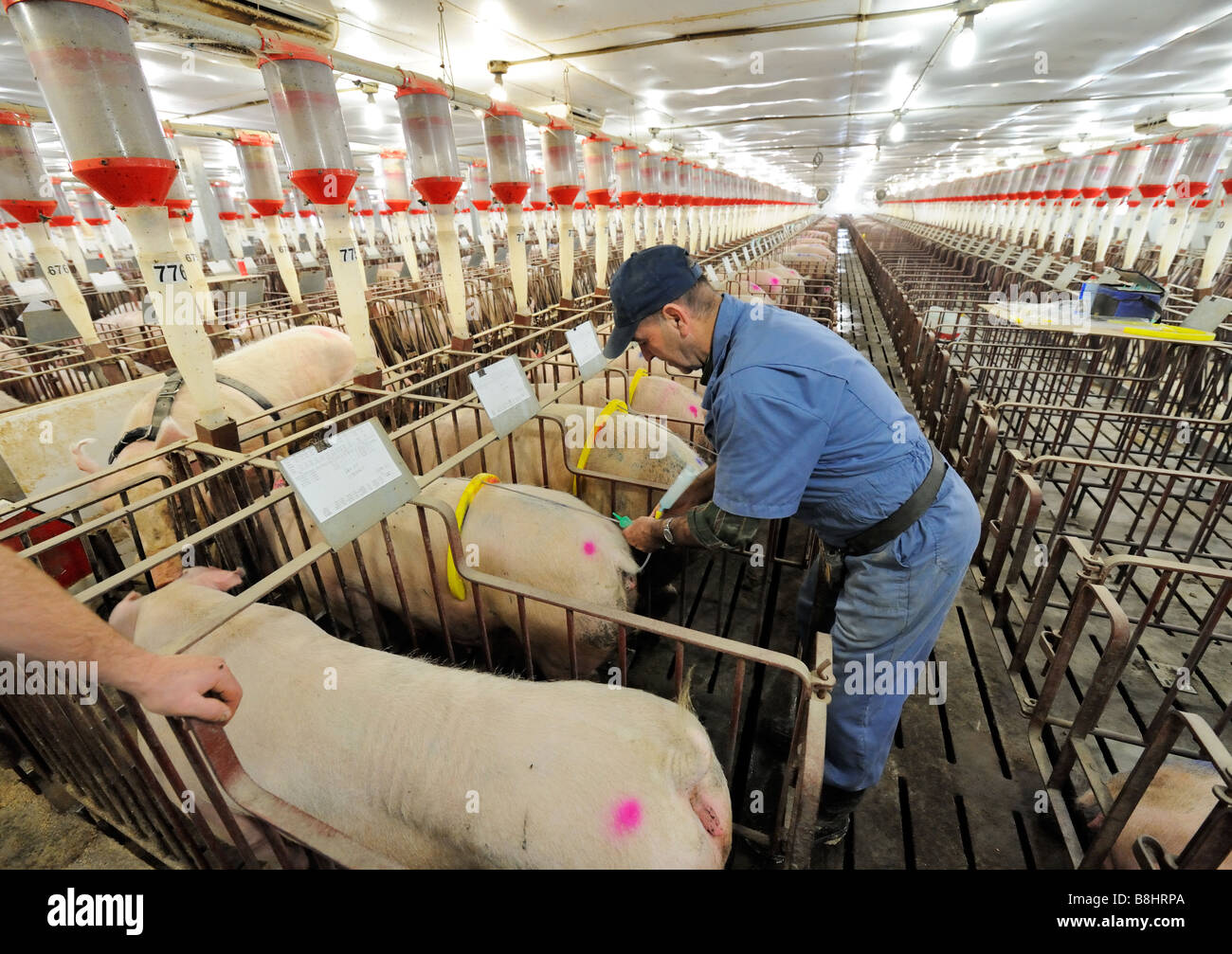 Breeding stocks hi-res stock photography and images - Alamy