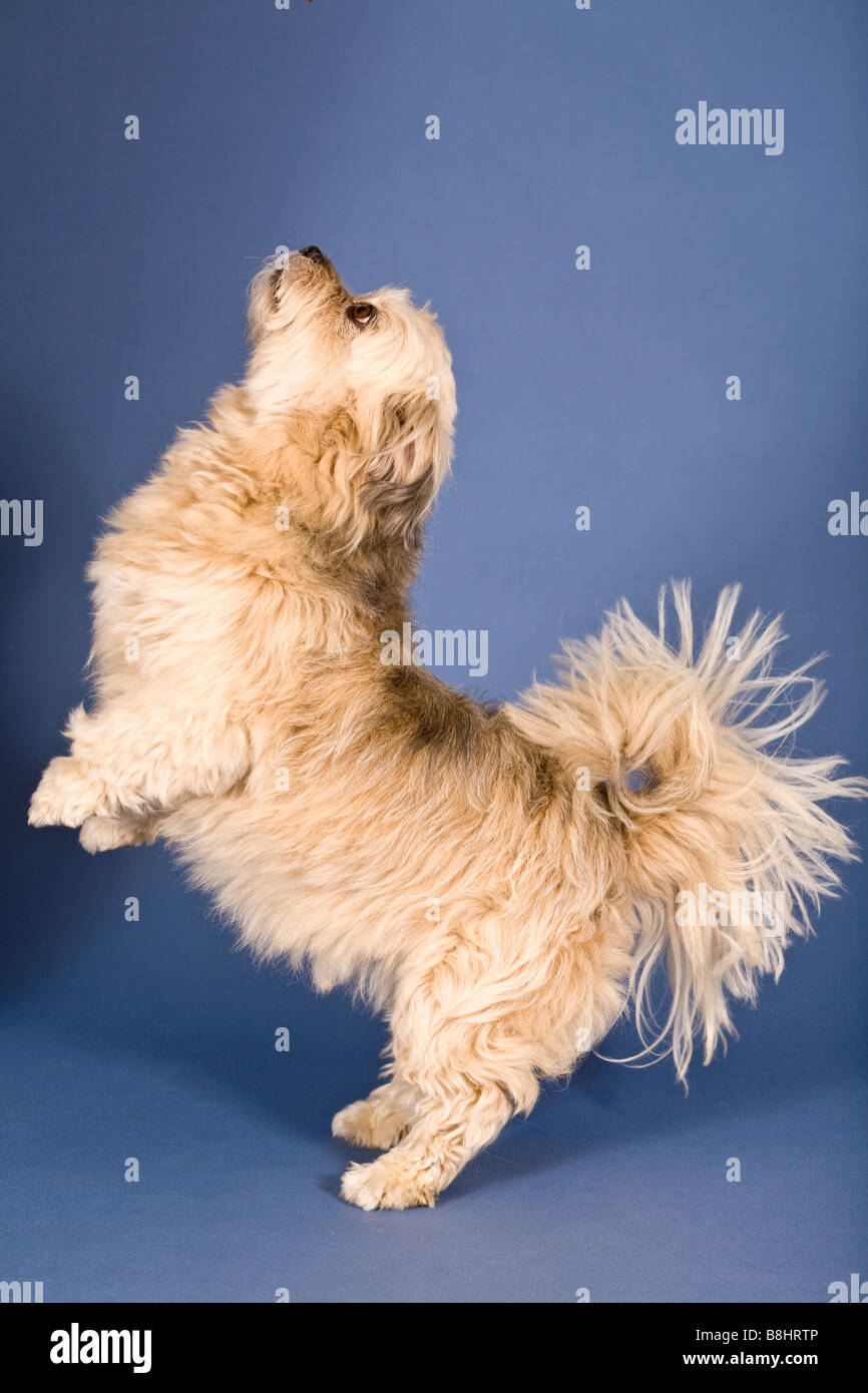 Maltese profile side hi-res stock photography and images - Alamy