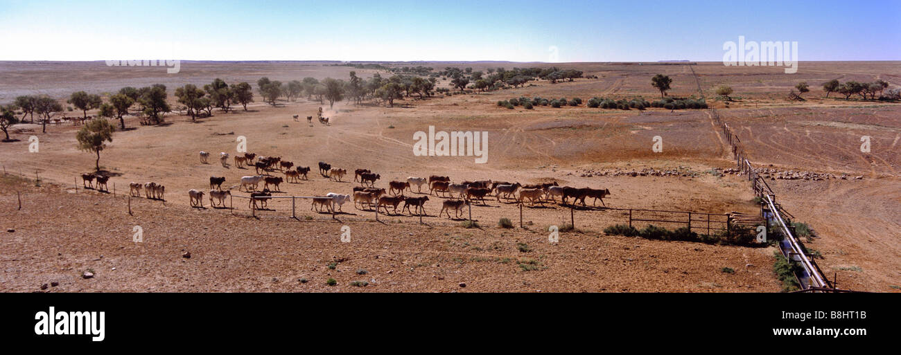 Cattle muster, outback Australia Stock Photo - Alamy