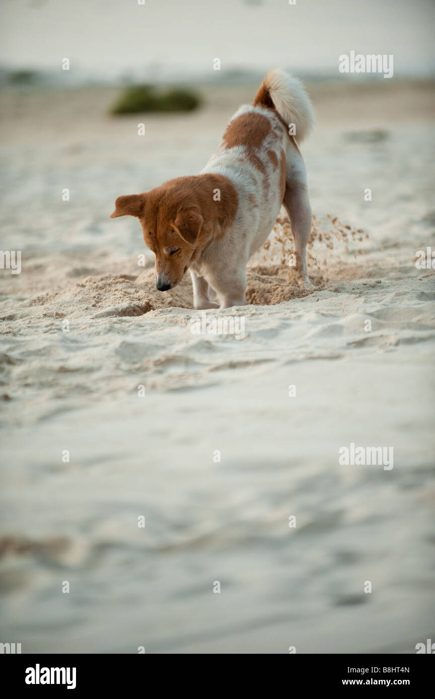 Animal dig hi-res stock photography and images - Alamy